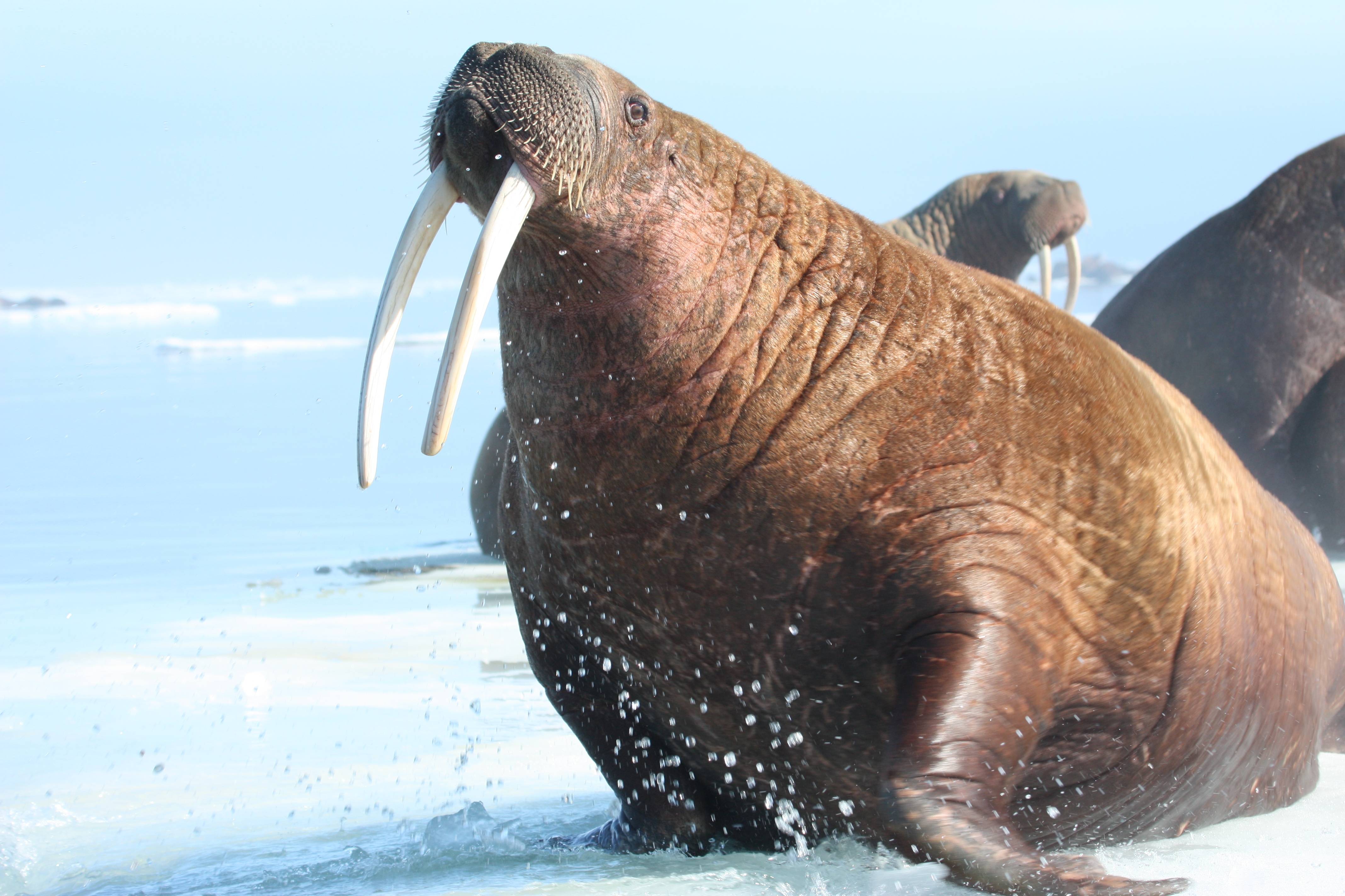 Walrus Wallpapers - Top Free Walrus Backgrounds - WallpaperAccess