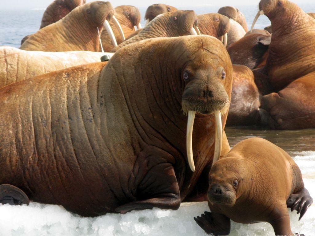 Walrus Wallpapers - Top Free Walrus Backgrounds - WallpaperAccess
