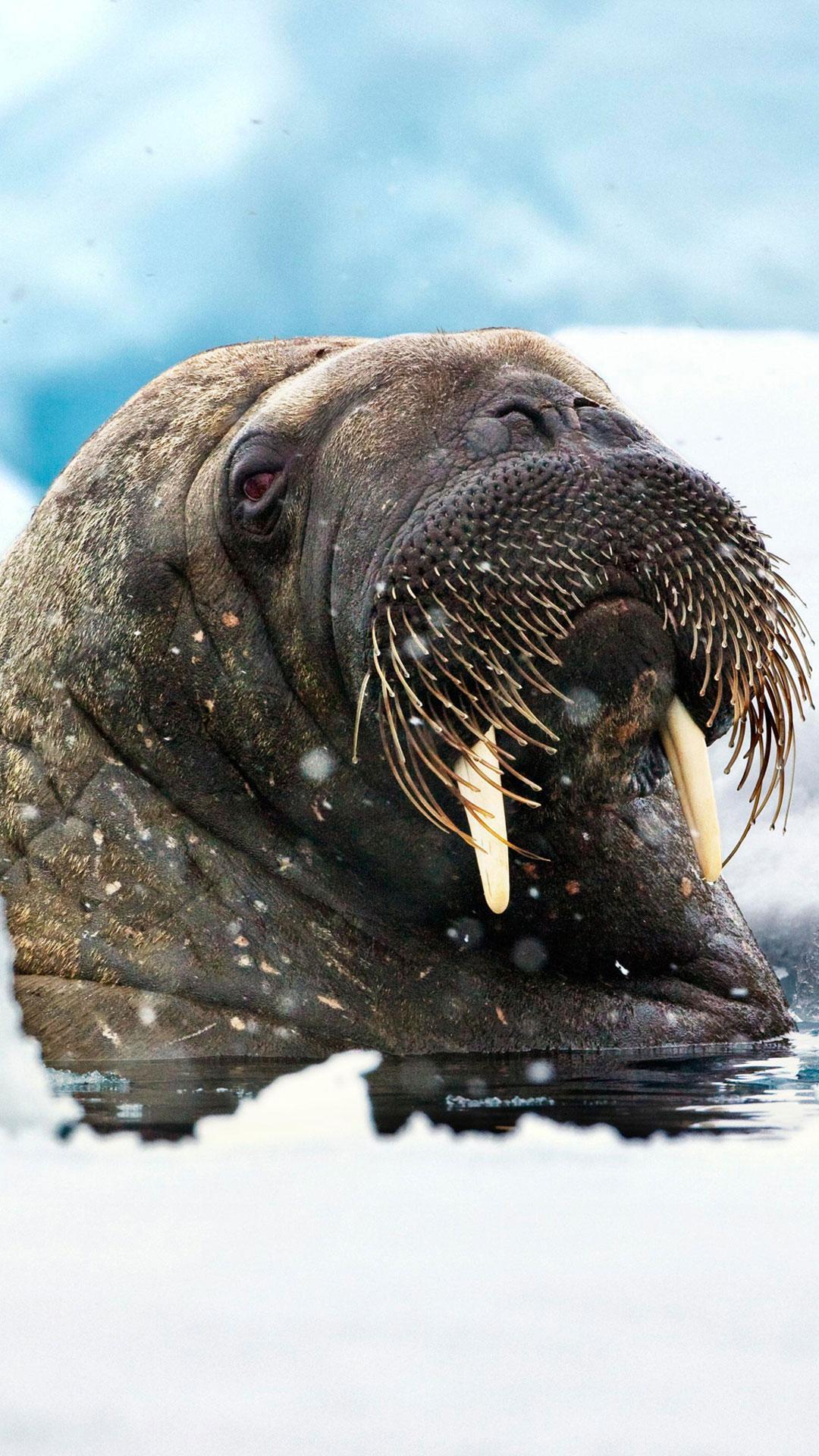 Walrus Wallpapers - Top Free Walrus Backgrounds - WallpaperAccess