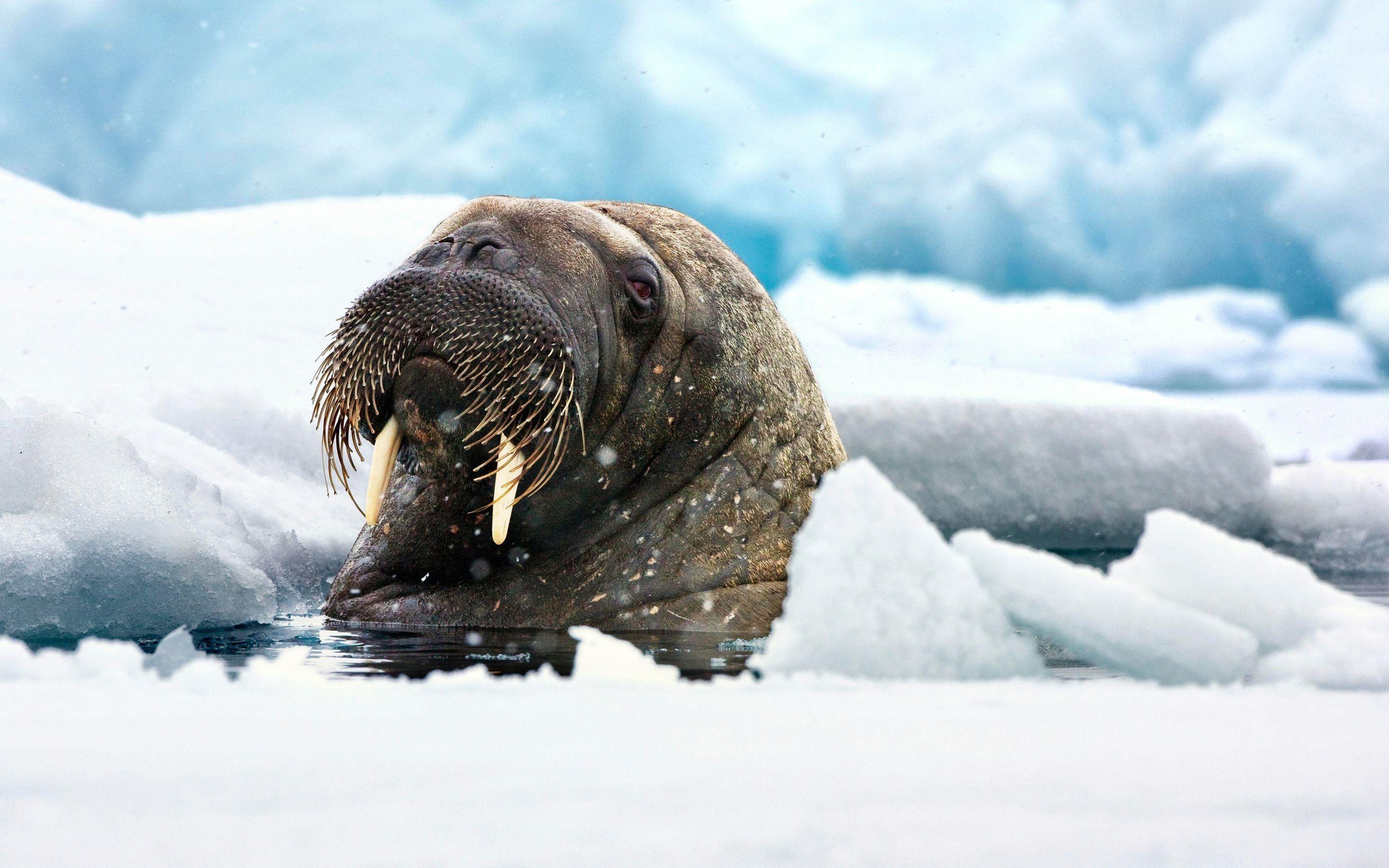 Walrus Wallpapers - Top Free Walrus Backgrounds - WallpaperAccess