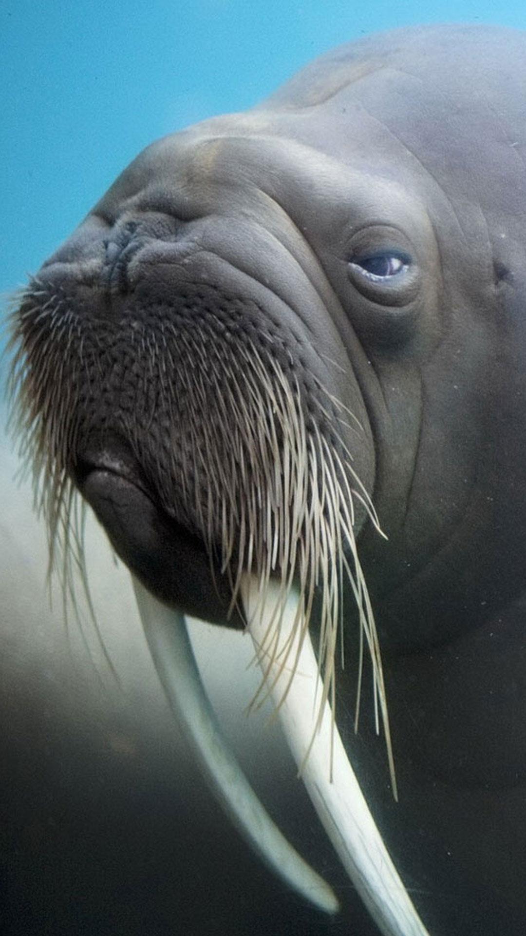 Walrus Wallpapers - Top Free Walrus Backgrounds - WallpaperAccess