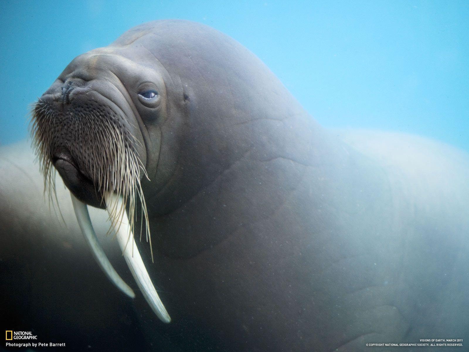 Walrus Wallpapers - Top Free Walrus Backgrounds - WallpaperAccess