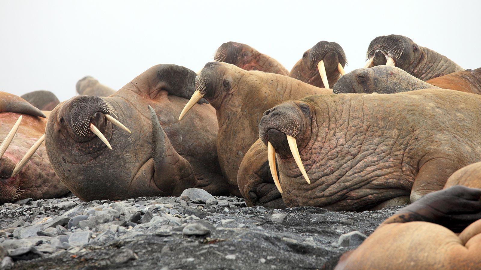 Walrus Wallpapers - Top Free Walrus Backgrounds - WallpaperAccess