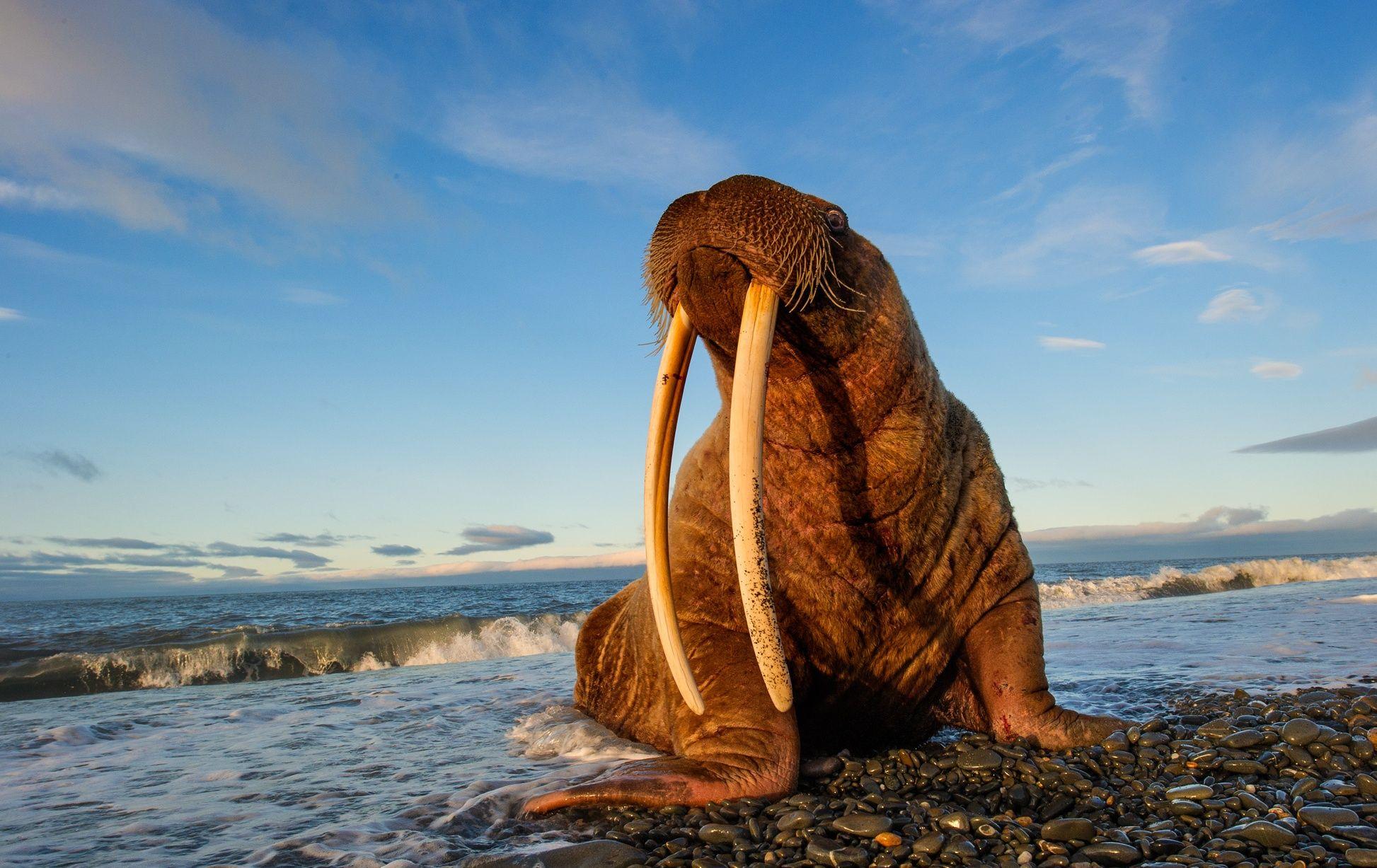 Walrus Wallpapers - Top Free Walrus Backgrounds - WallpaperAccess