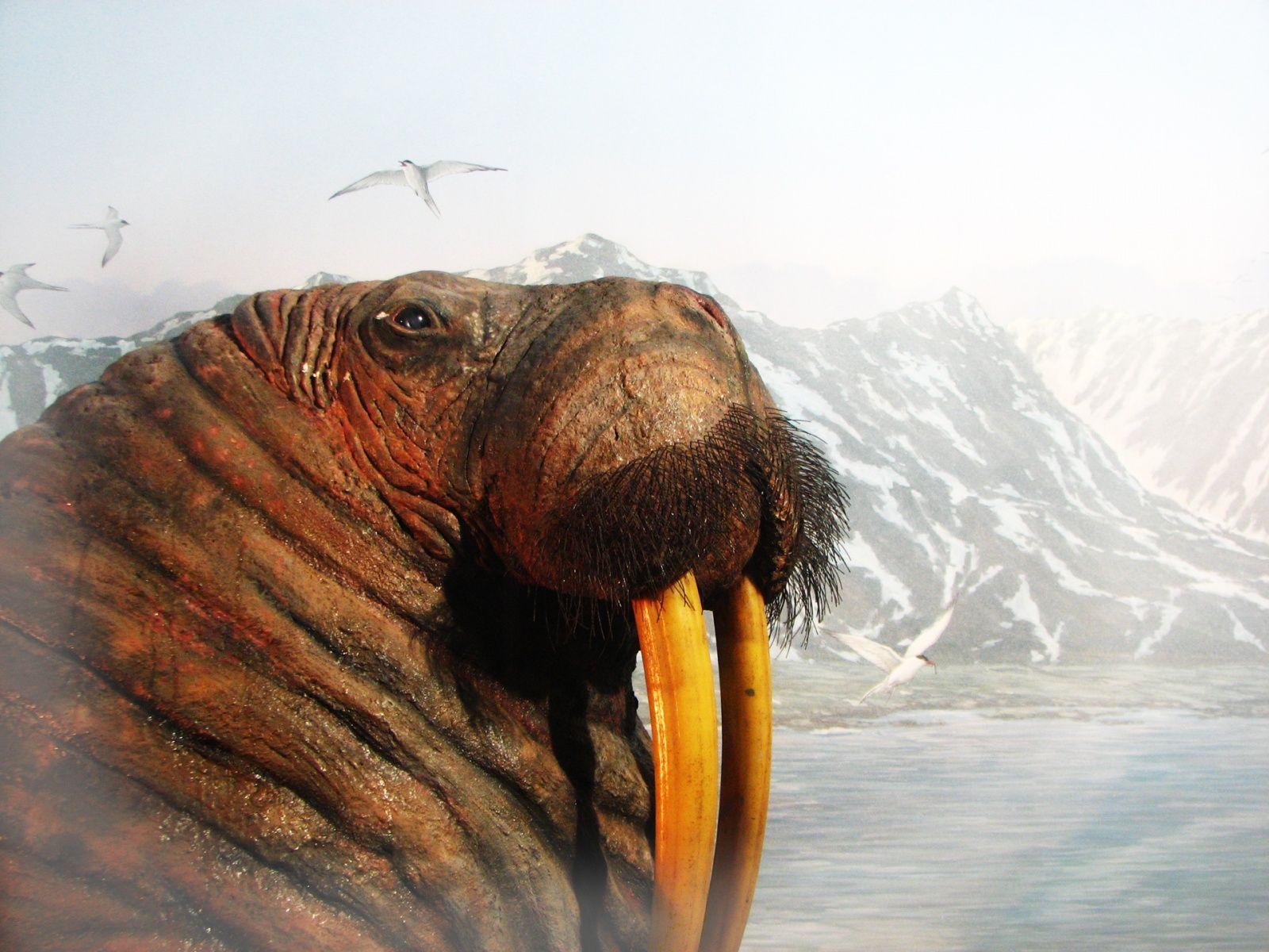 Walrus Wallpapers - Top Free Walrus Backgrounds - WallpaperAccess