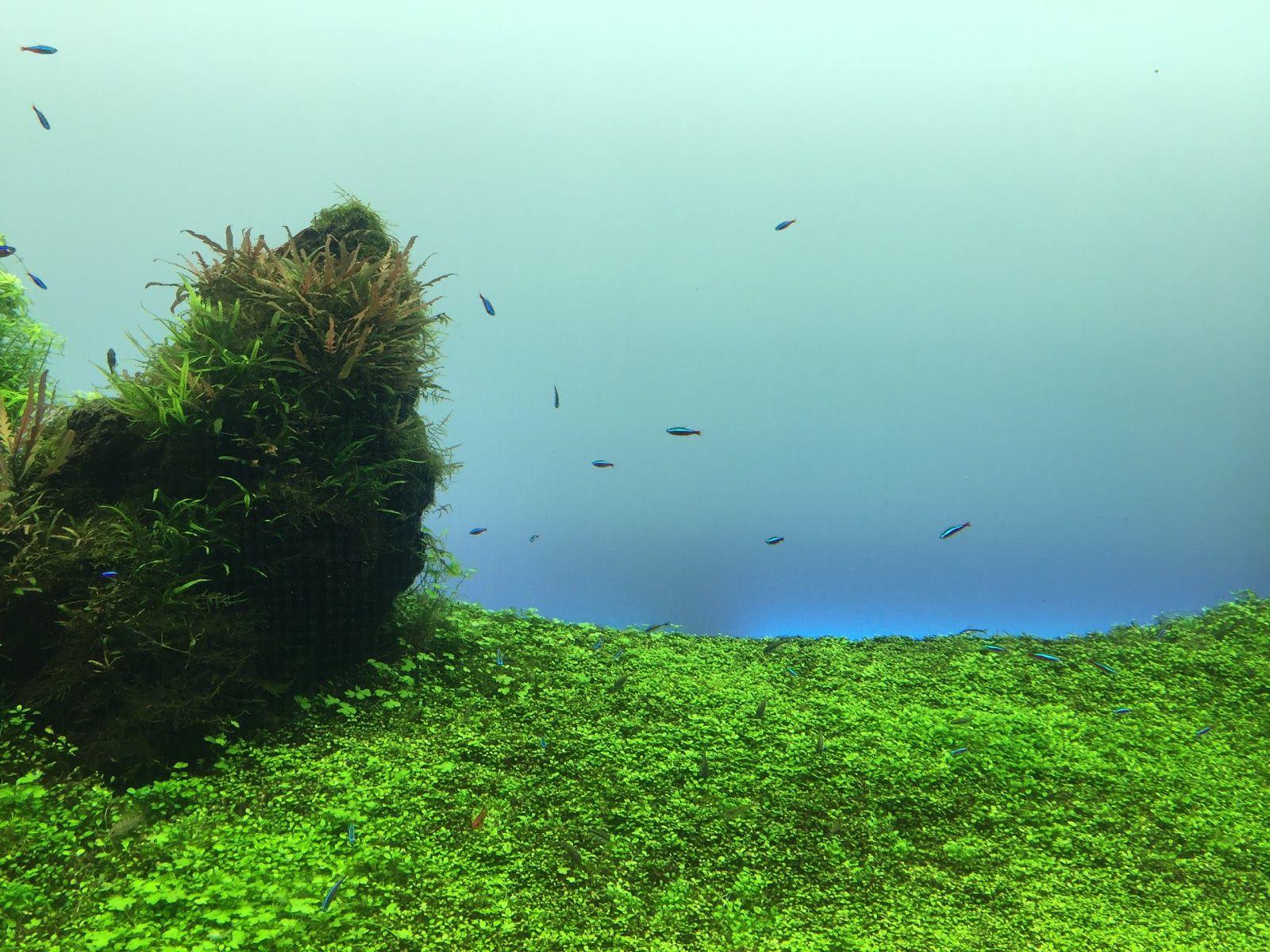 Docker Wallpapers - Top Free Docker Backgrounds - WallpaperAccess