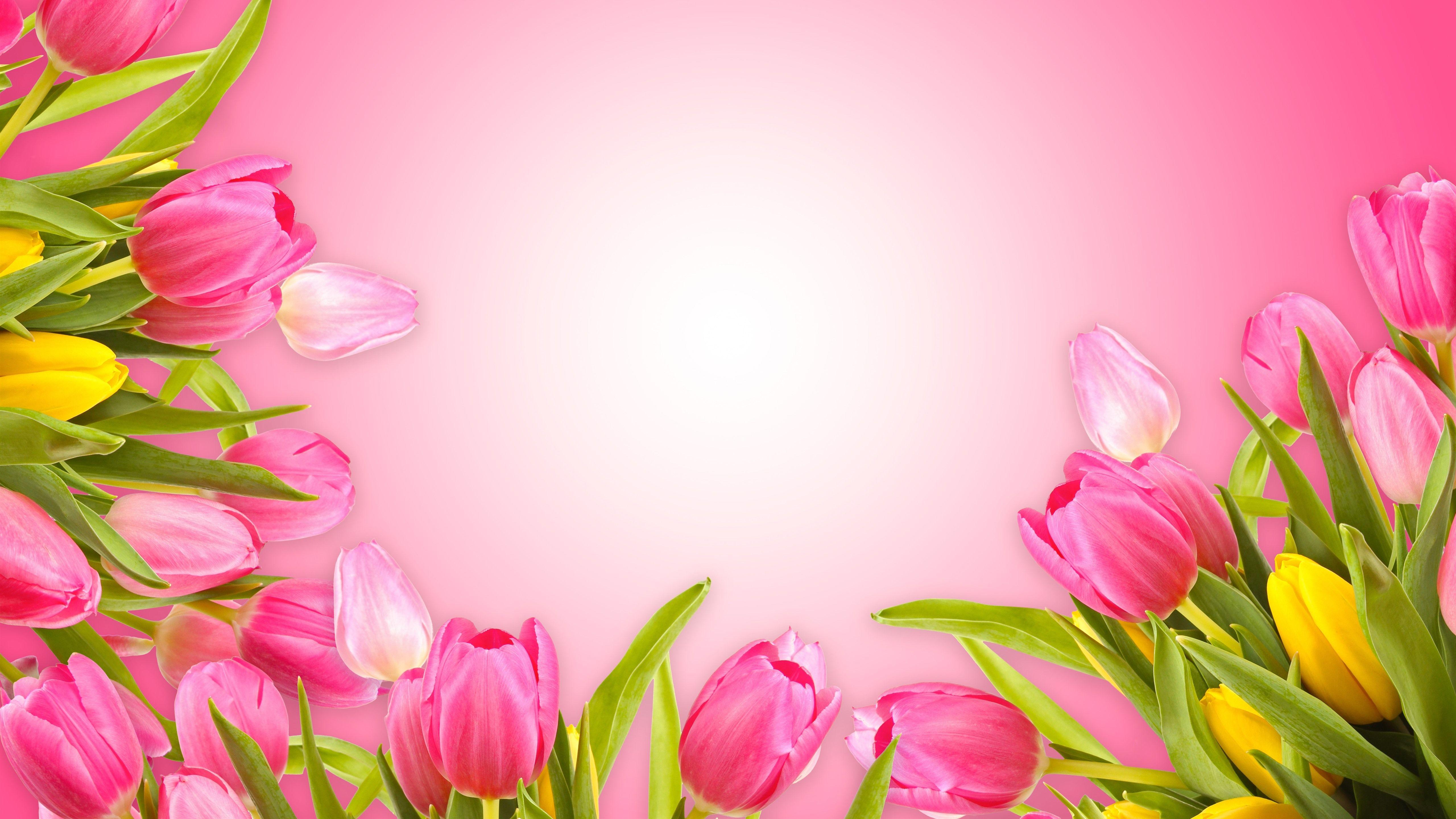 Pink Tulips Wallpapers - Top Free Pink Tulips Backgrounds - WallpaperAccess
