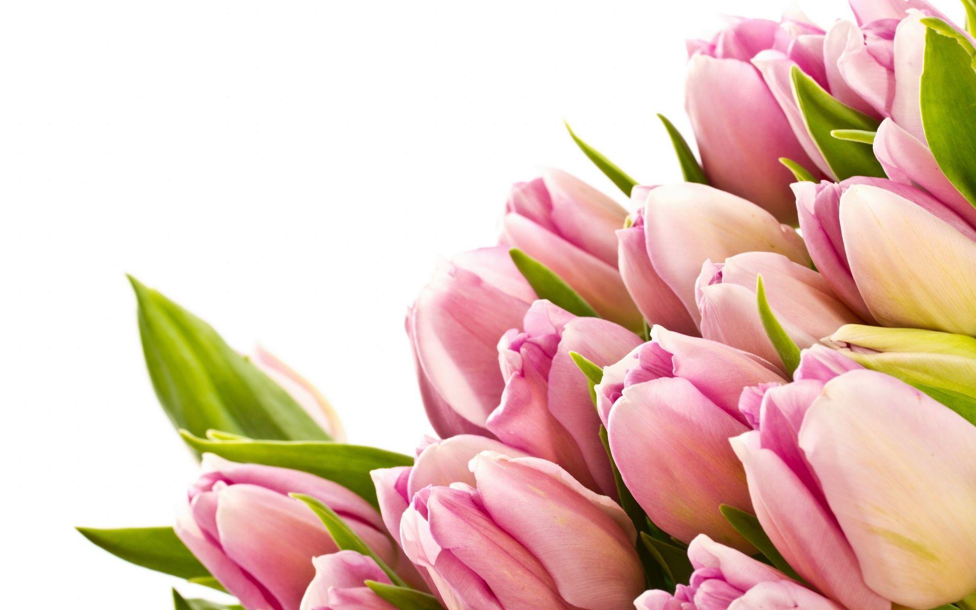 Pink Tulips Wallpapers - Top Free Pink Tulips Backgrounds - WallpaperAccess
