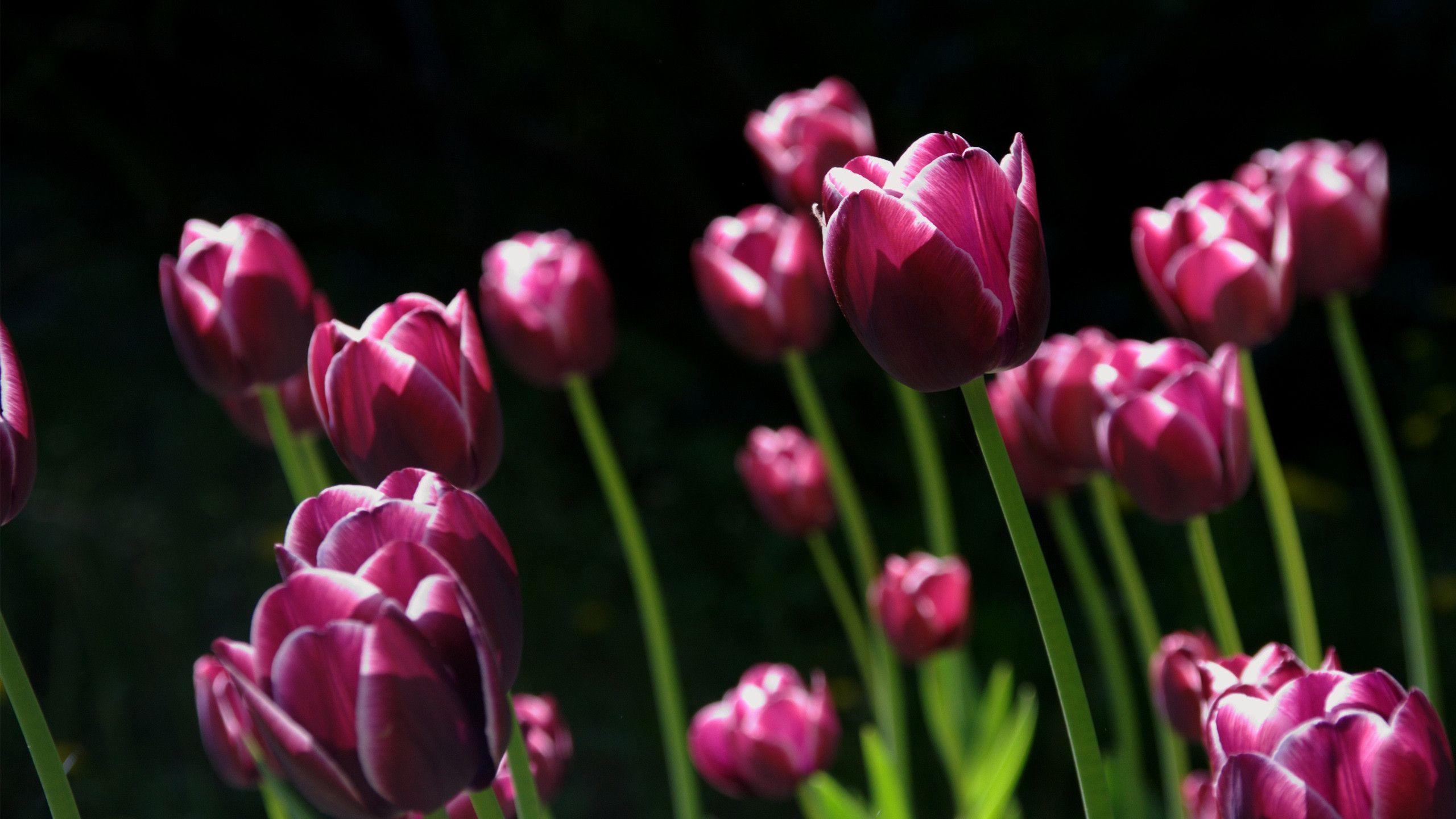 Pink Tulips Wallpapers - Top Free Pink Tulips Backgrounds - WallpaperAccess