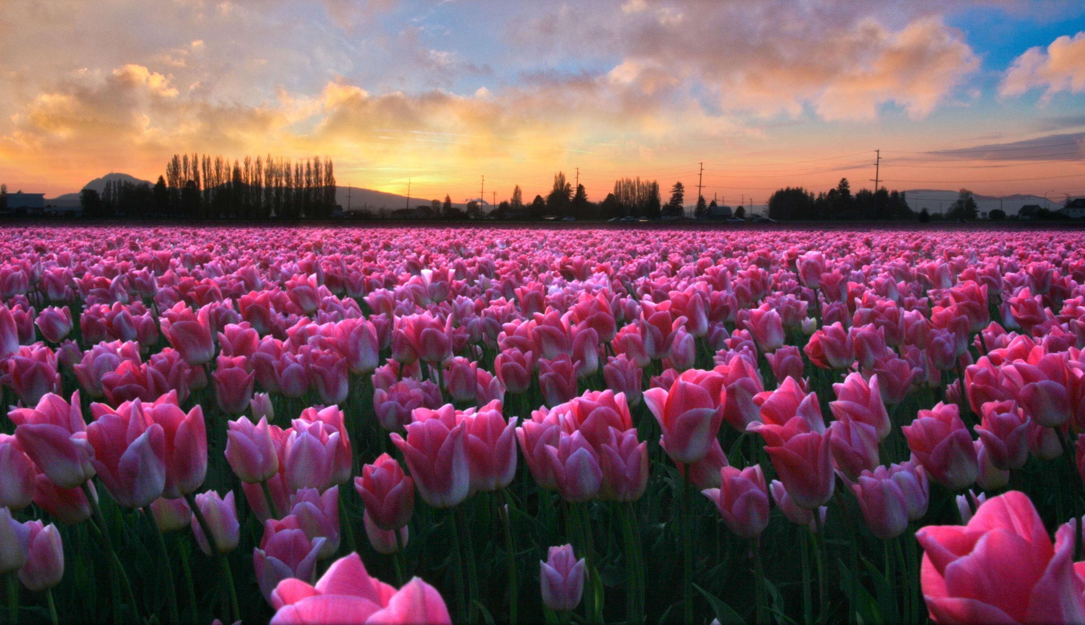 Pink Tulips Wallpapers - Top Free Pink Tulips Backgrounds - WallpaperAccess