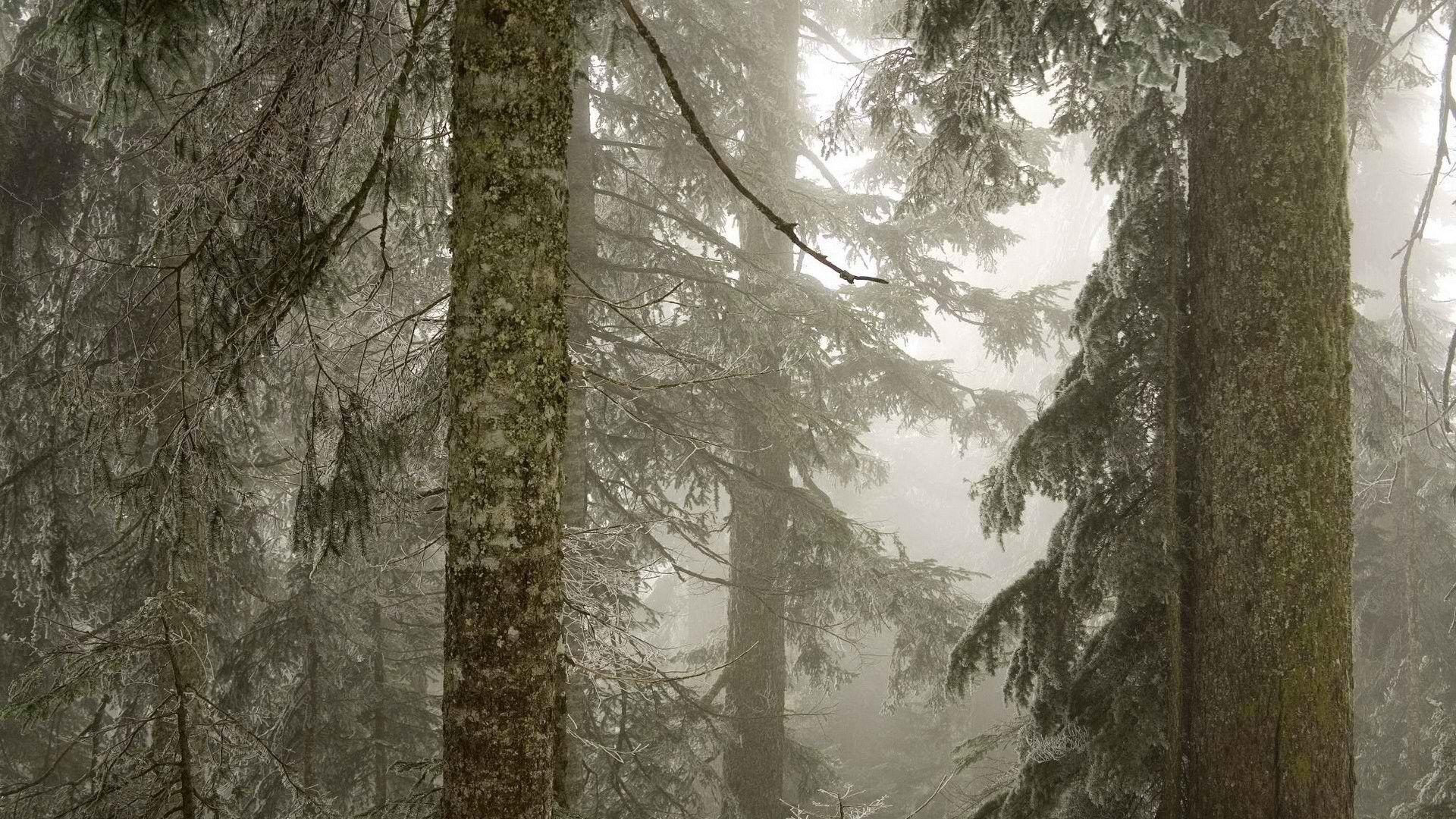 Washington Forest Wallpapers - Top Free Washington Forest Backgrounds ...