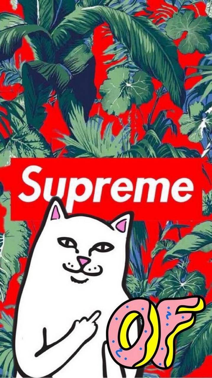 Supreme Cat Wallpapers - Top Free Supreme Cat Backgrounds - WallpaperAccess