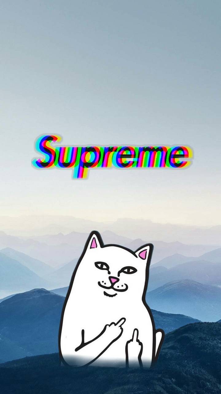 Supreme Cat Wallpapers - Top Free Supreme Cat Backgrounds - WallpaperAccess