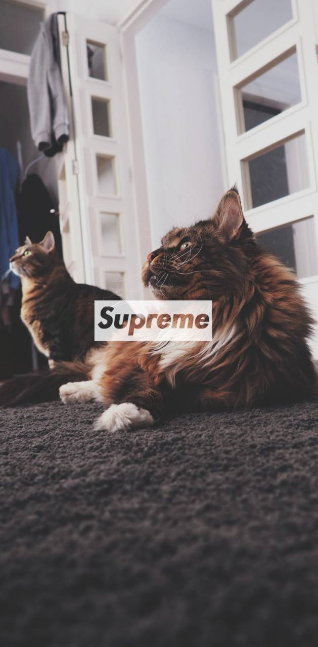 Supreme Cat Wallpapers - Top Free Supreme Cat Backgrounds - WallpaperAccess