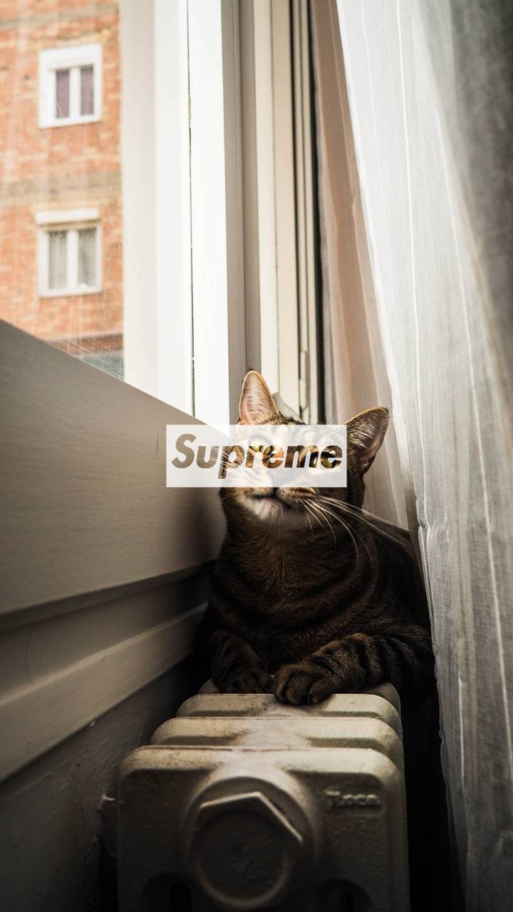 Supreme Cat Wallpapers - Top Free Supreme Cat Backgrounds - WallpaperAccess