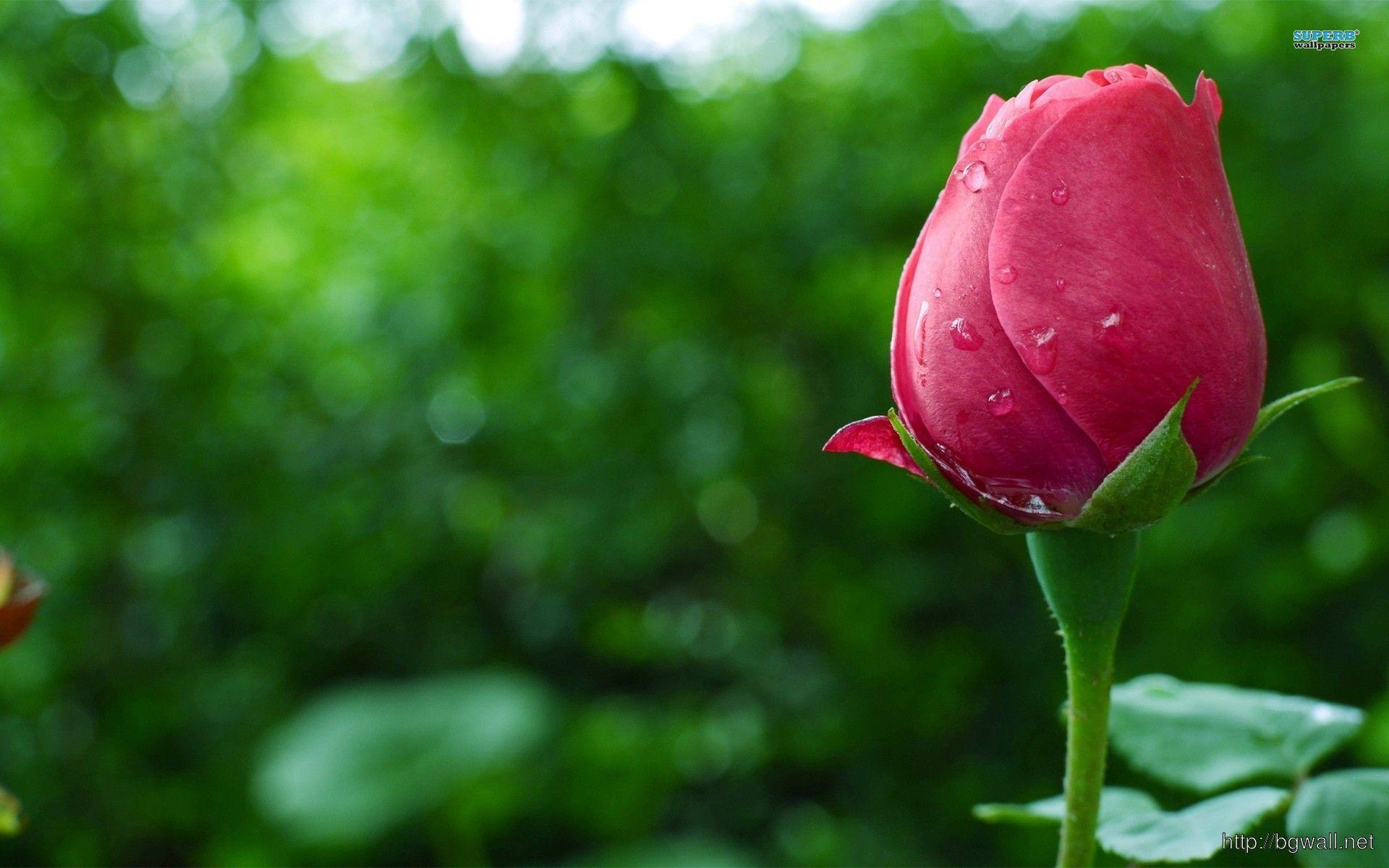 Full Size Wallpapers - Top Free Full Size Backgrounds - WallpaperAccess