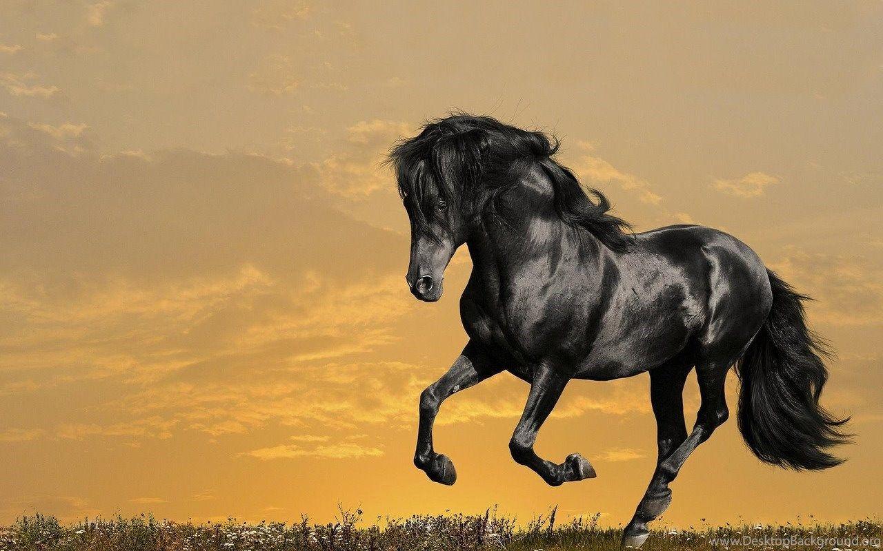Stallion Wallpapers - Top Free Stallion Backgrounds - WallpaperAccess
