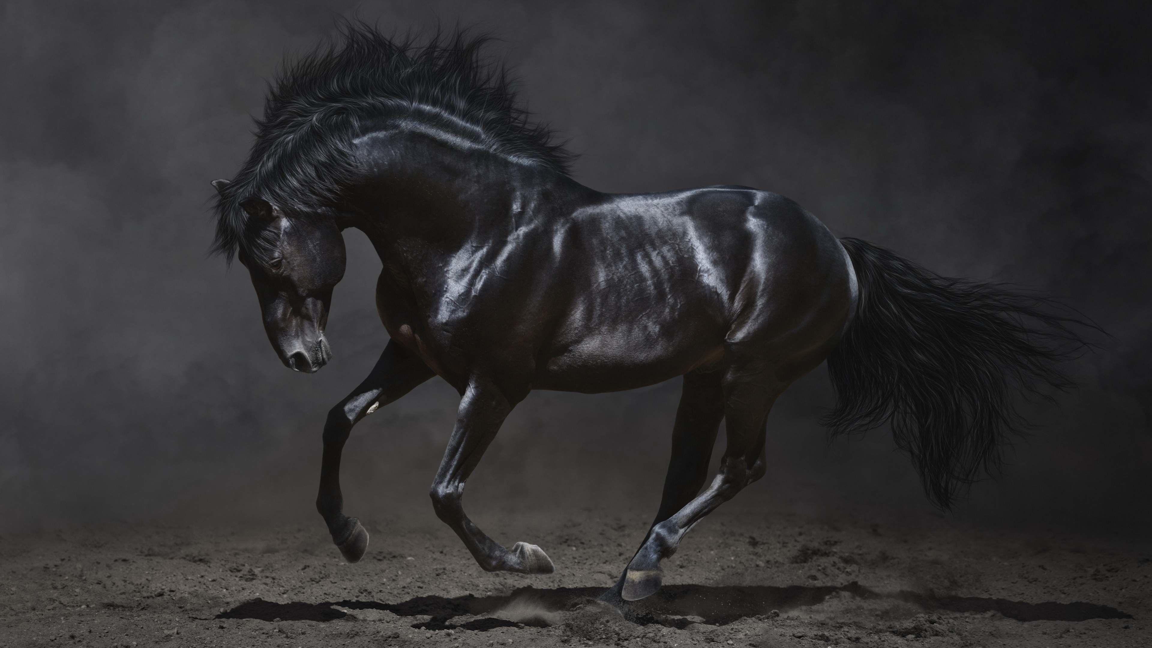 Stallion Wallpapers - Top Free Stallion Backgrounds - WallpaperAccess