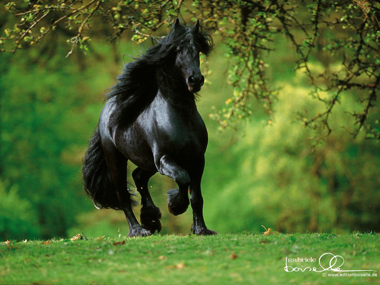 Stallion Wallpapers - Top Free Stallion Backgrounds - WallpaperAccess