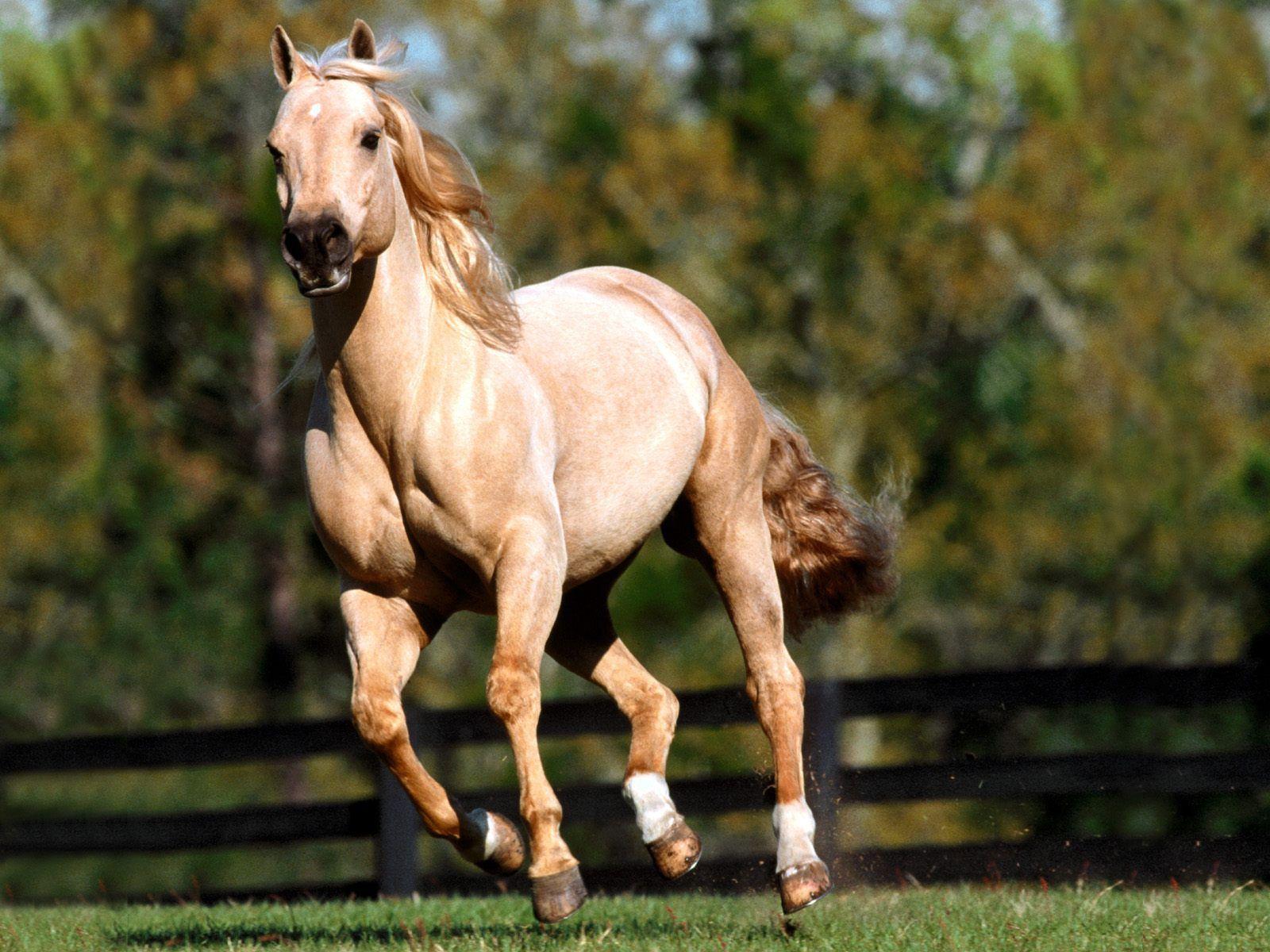 Stallion Wallpapers - Top Free Stallion Backgrounds - WallpaperAccess