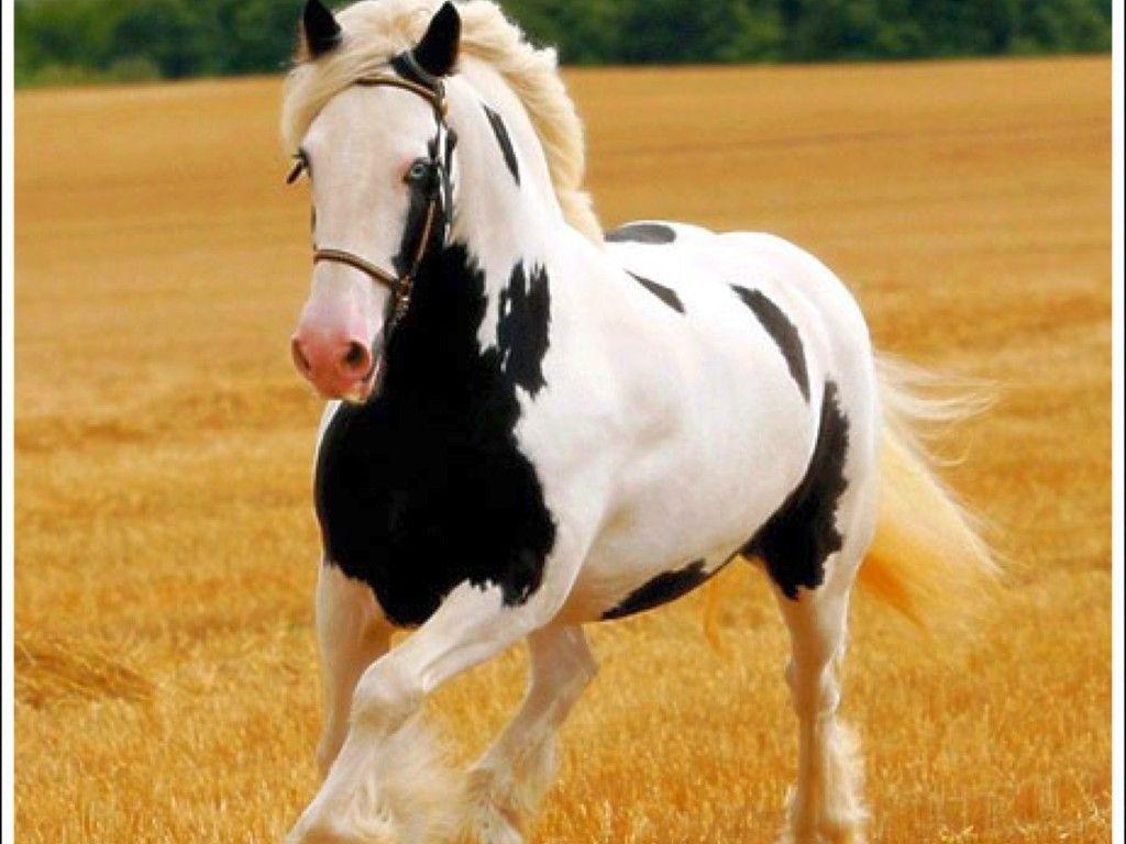Stallion Wallpapers - Top Free Stallion Backgrounds - WallpaperAccess