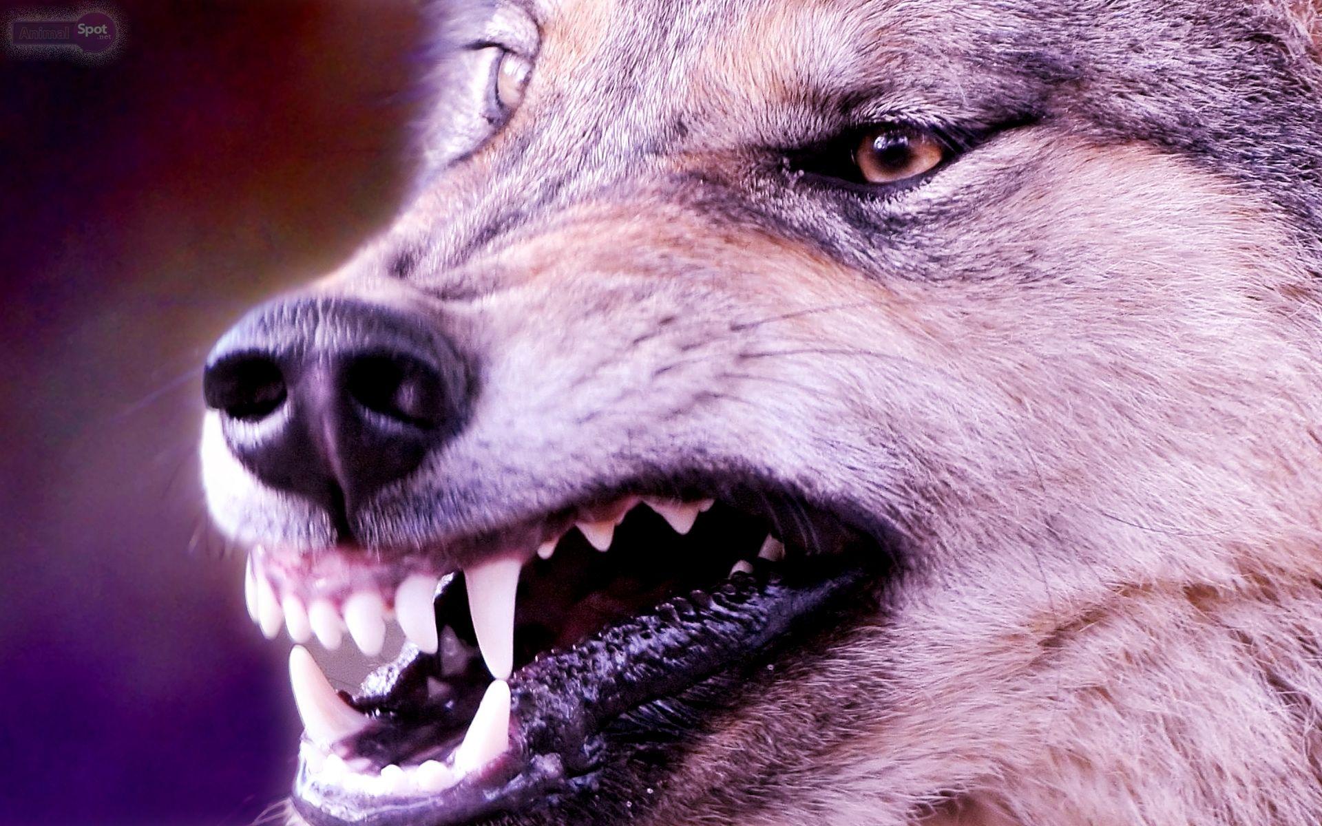 Scary Wolf Wallpapers - Top Free Scary Wolf Backgrounds - WallpaperAccess