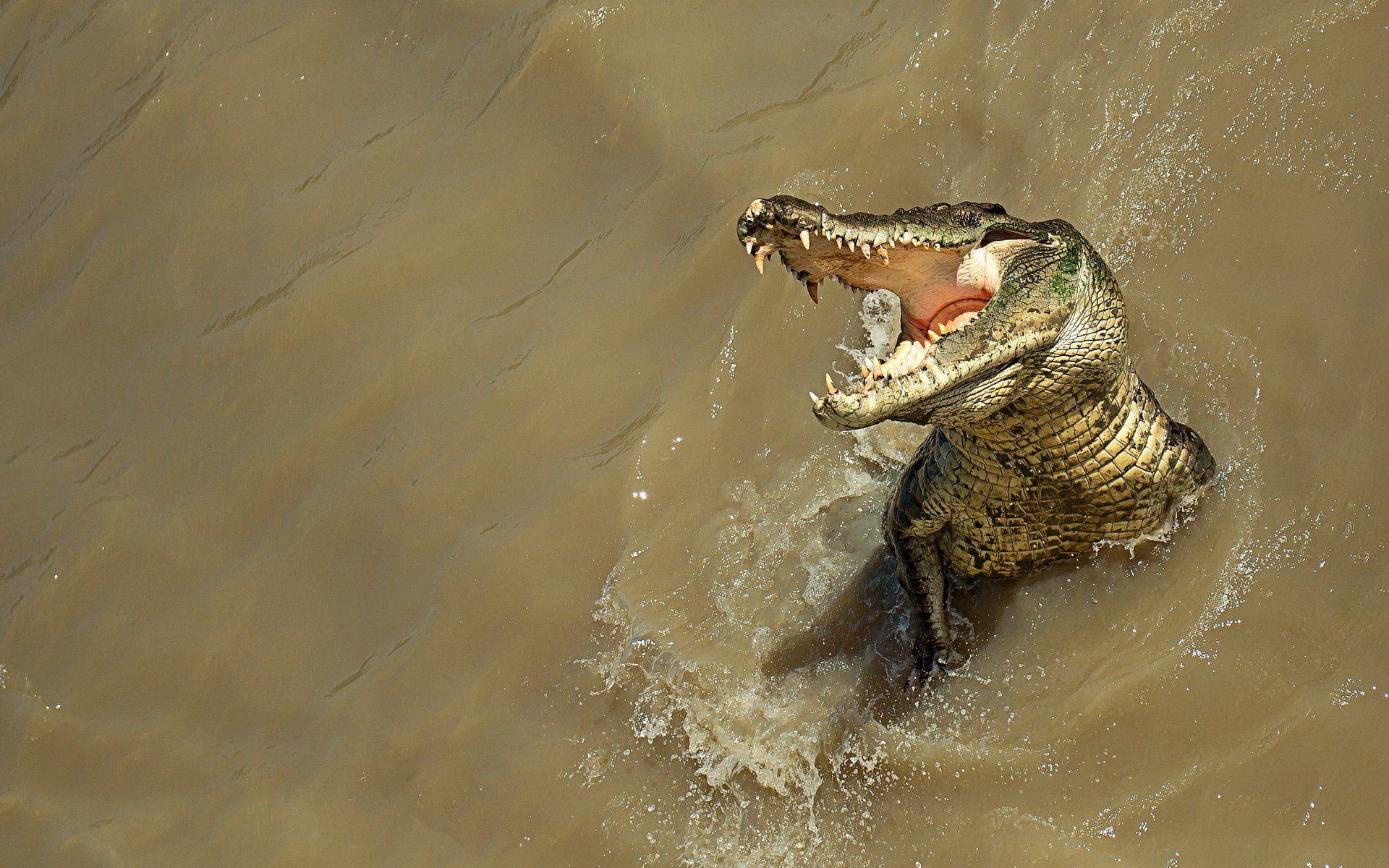 Alligator Desktop Wallpapers - Top Free Alligator Desktop Backgrounds ...