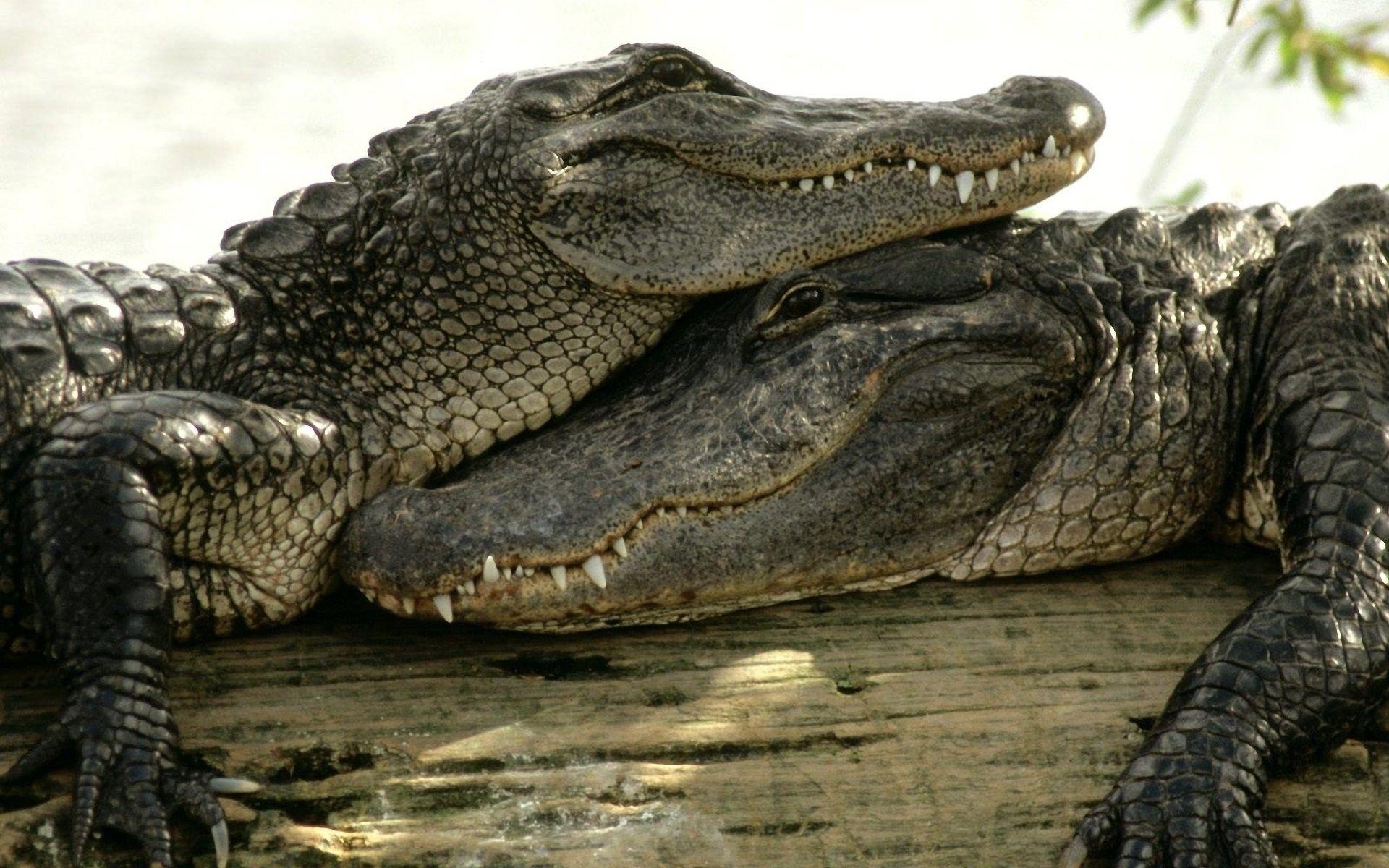 Alligator Desktop Wallpapers - Top Free Alligator Desktop Backgrounds ...