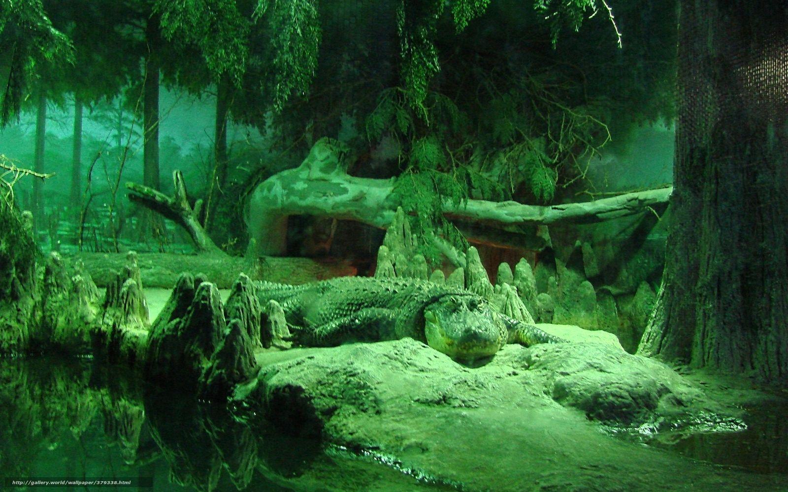 Alligator Desktop Wallpapers - Top Free Alligator Desktop Backgrounds ...