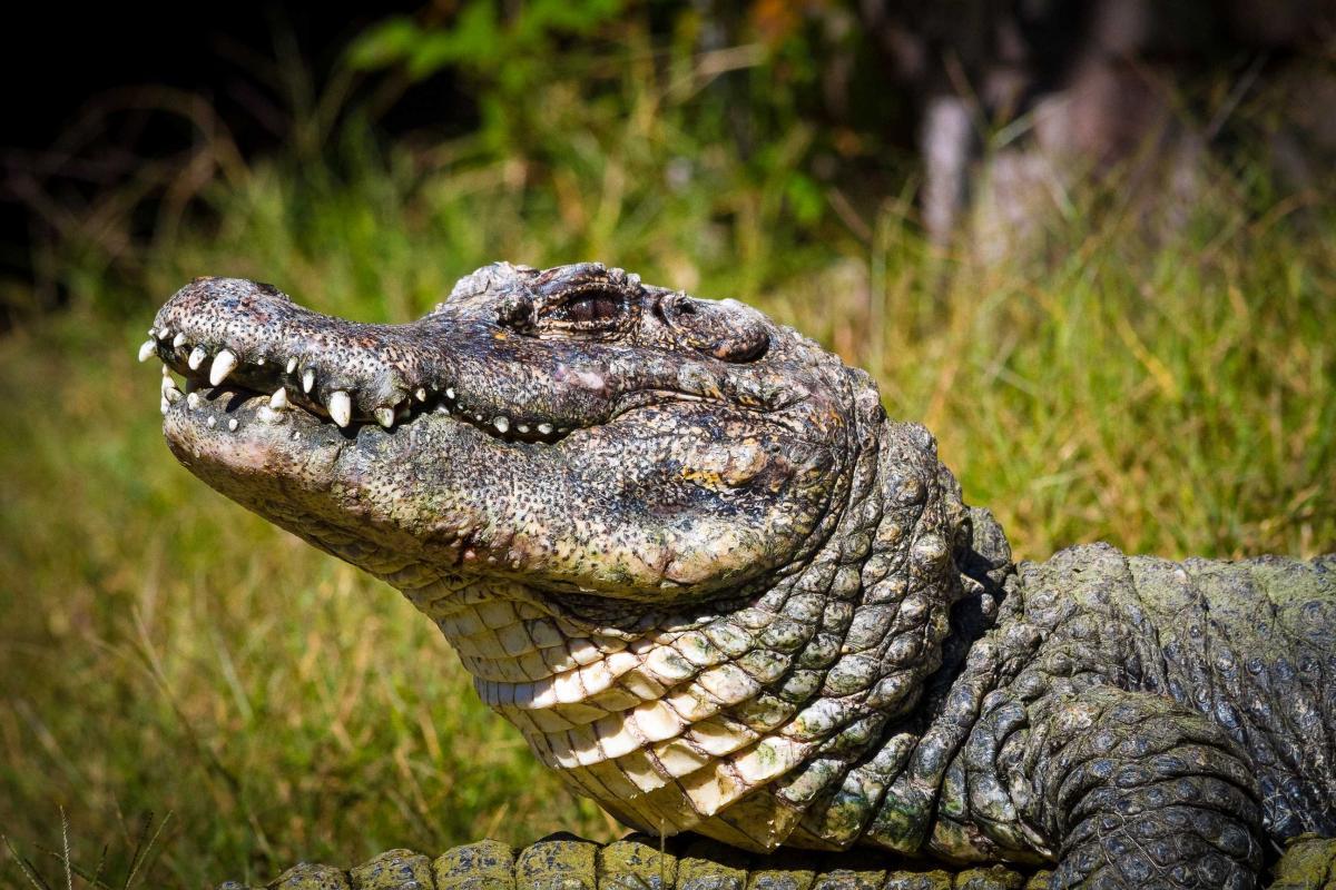 Alligator Desktop Wallpapers - Top Free Alligator Desktop Backgrounds ...