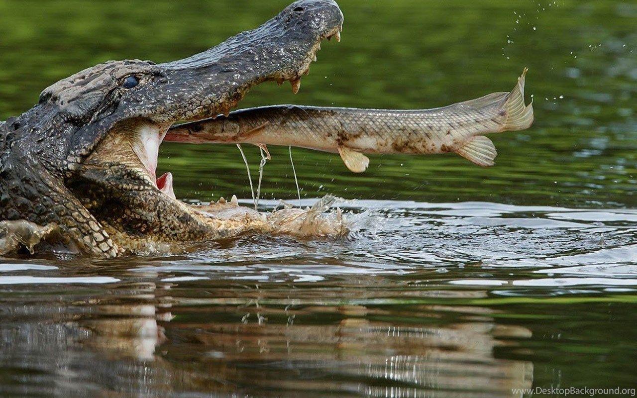 Alligator Desktop Wallpapers - Top Free Alligator Desktop Backgrounds ...