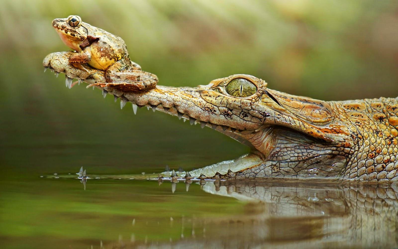 Alligator Desktop Wallpapers - Top Free Alligator Desktop Backgrounds ...