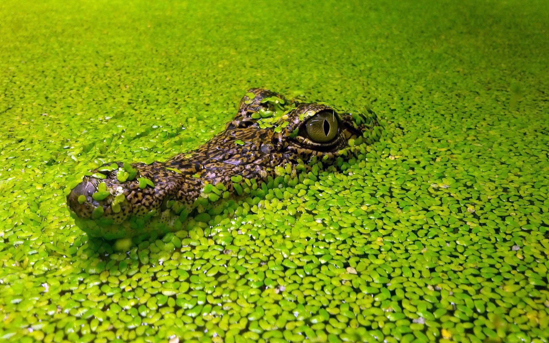 Alligator Desktop Wallpapers - Top Free Alligator Desktop Backgrounds ...