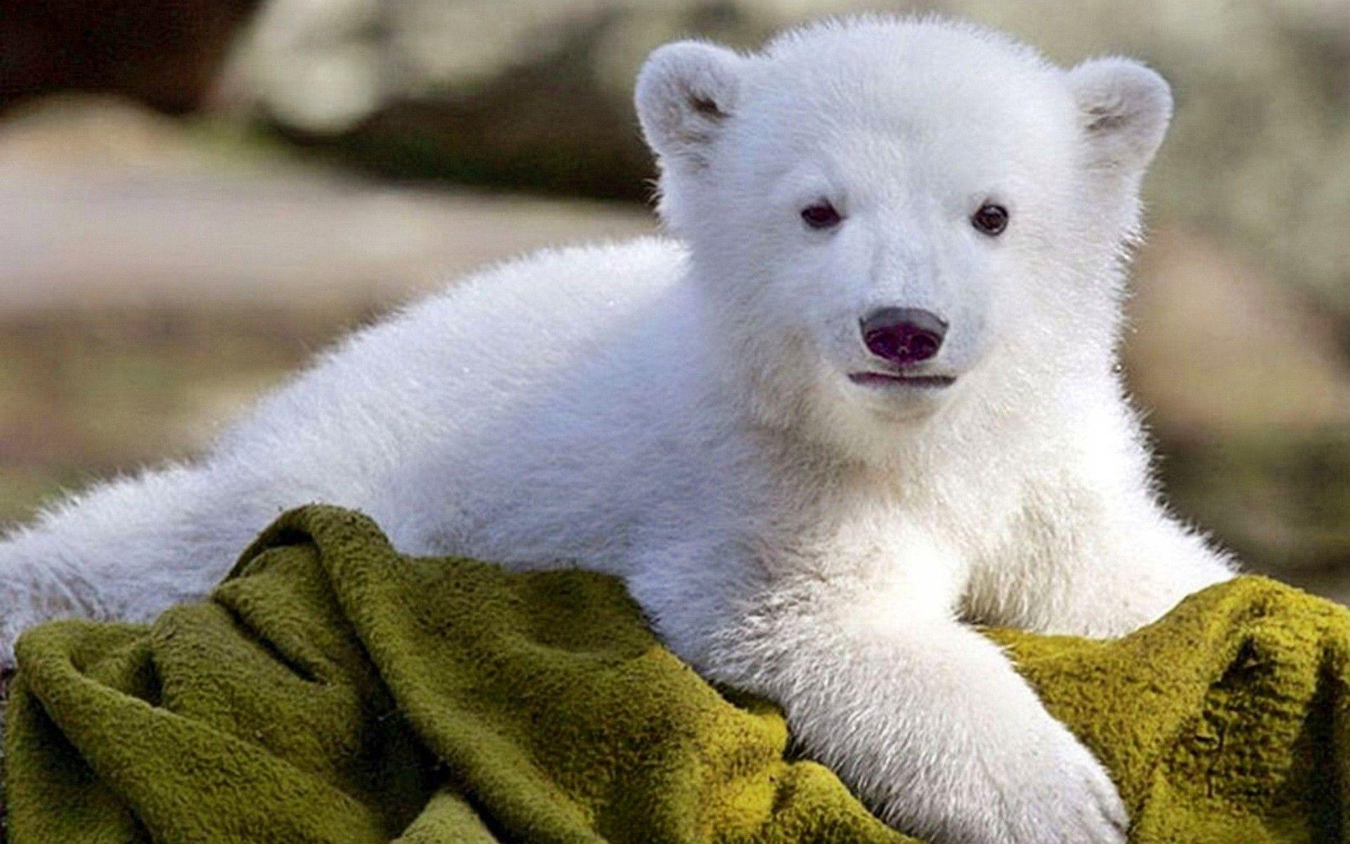 Baby Bear Wallpapers - Top Free Baby Bear Backgrounds - WallpaperAccess