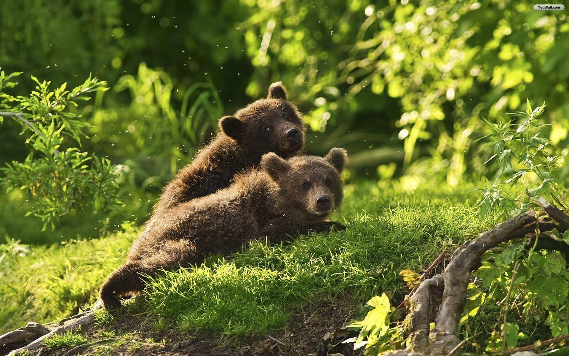 Baby Bear Wallpapers - Top Free Baby Bear Backgrounds - WallpaperAccess