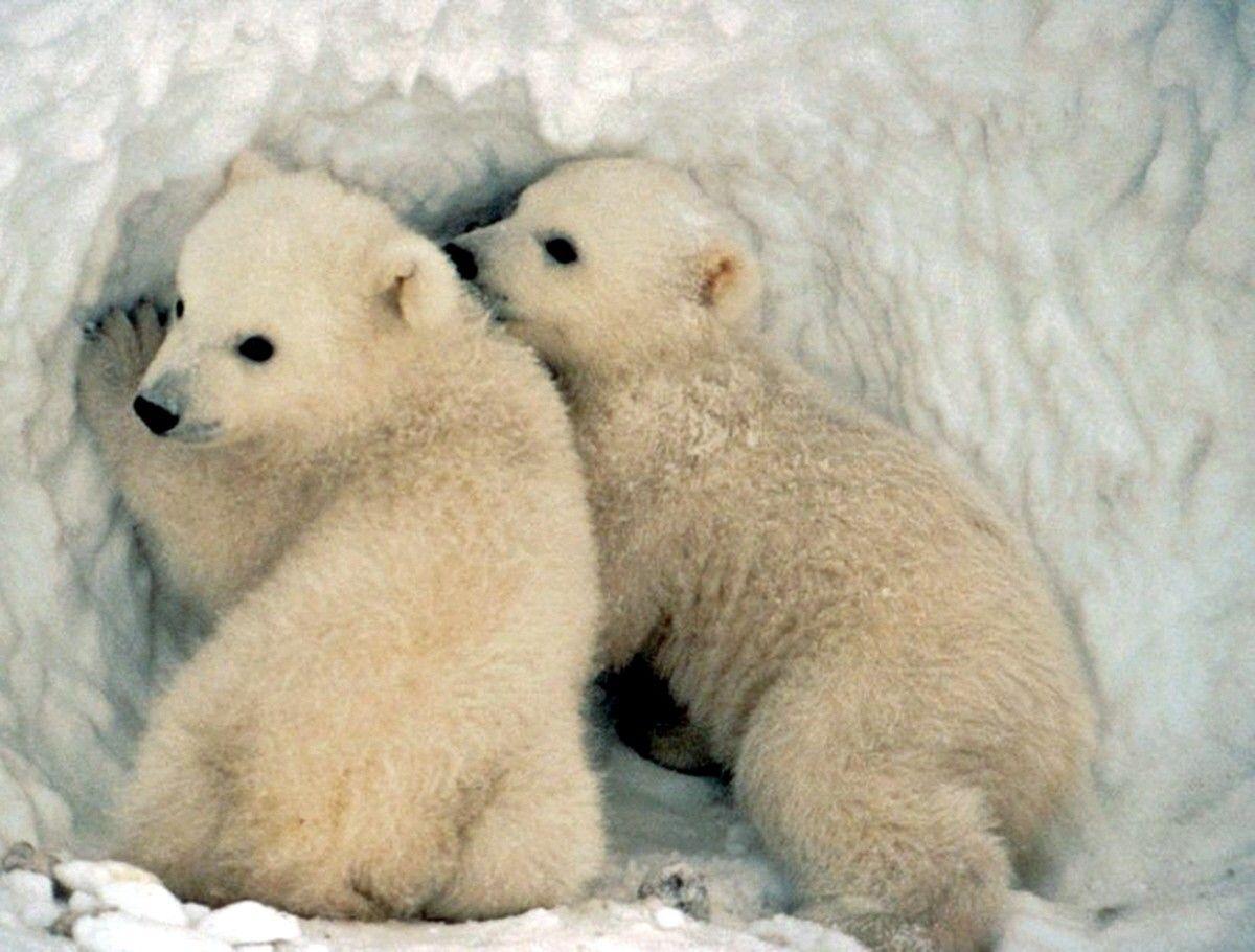 Baby Bear Wallpapers - Top Free Baby Bear Backgrounds - WallpaperAccess