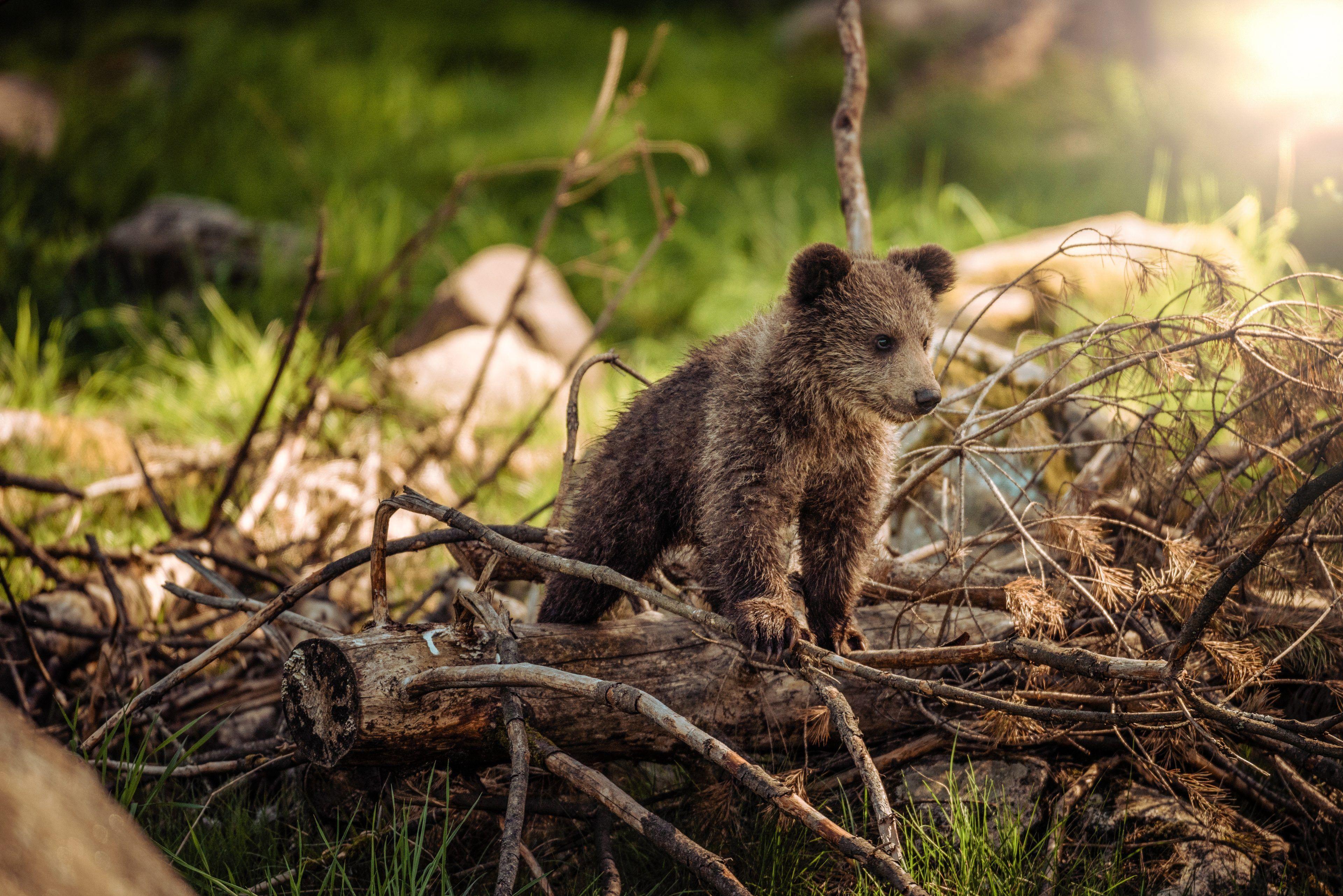 Baby Bear Wallpapers - Top Free Baby Bear Backgrounds - WallpaperAccess