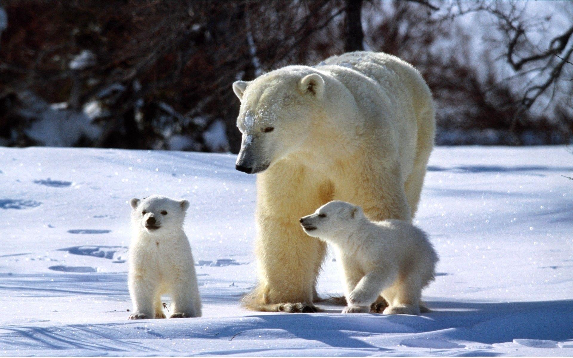 Baby Bear Wallpapers - Top Free Baby Bear Backgrounds - WallpaperAccess