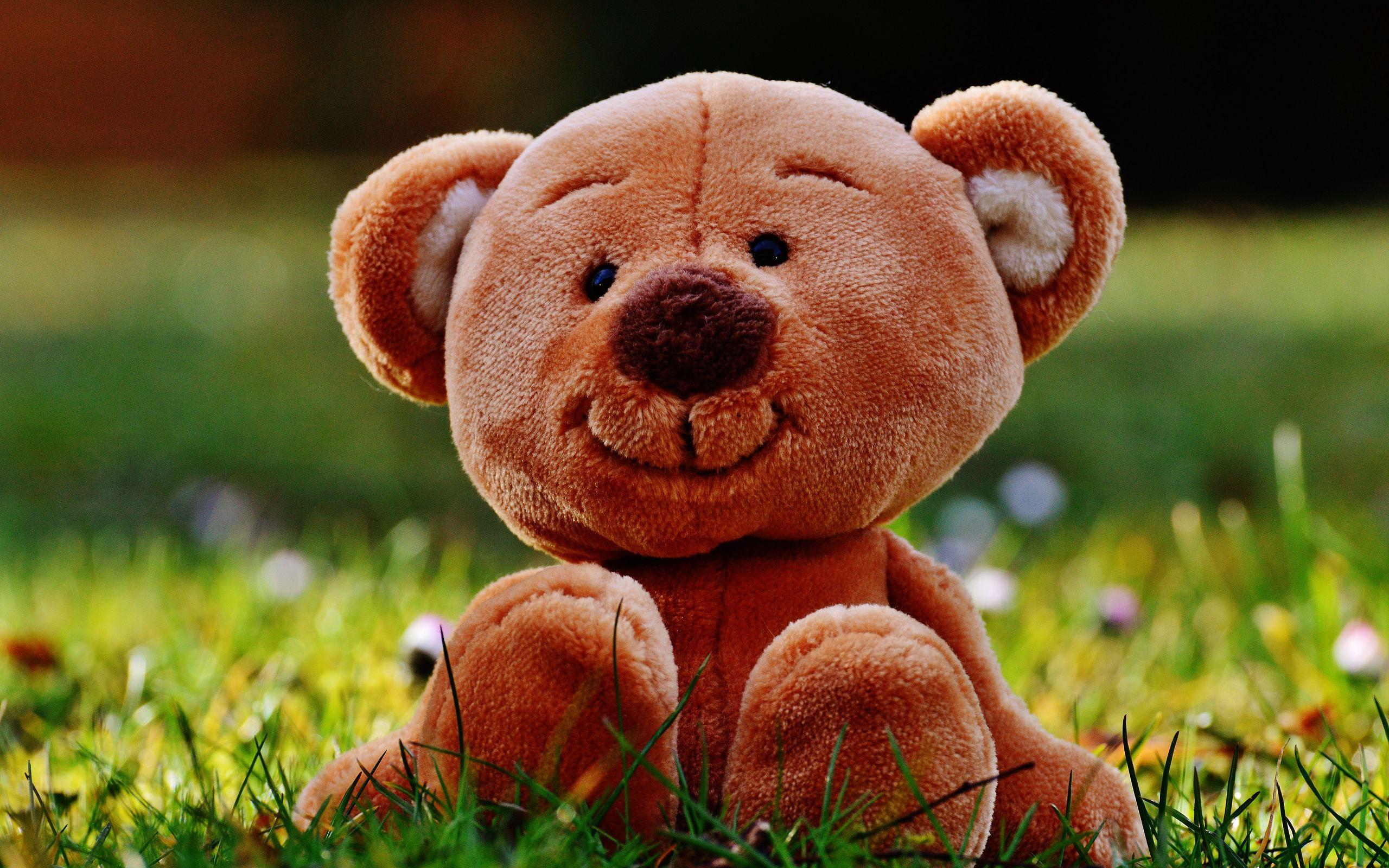 Baby Bear Wallpapers - Top Free Baby Bear Backgrounds - WallpaperAccess