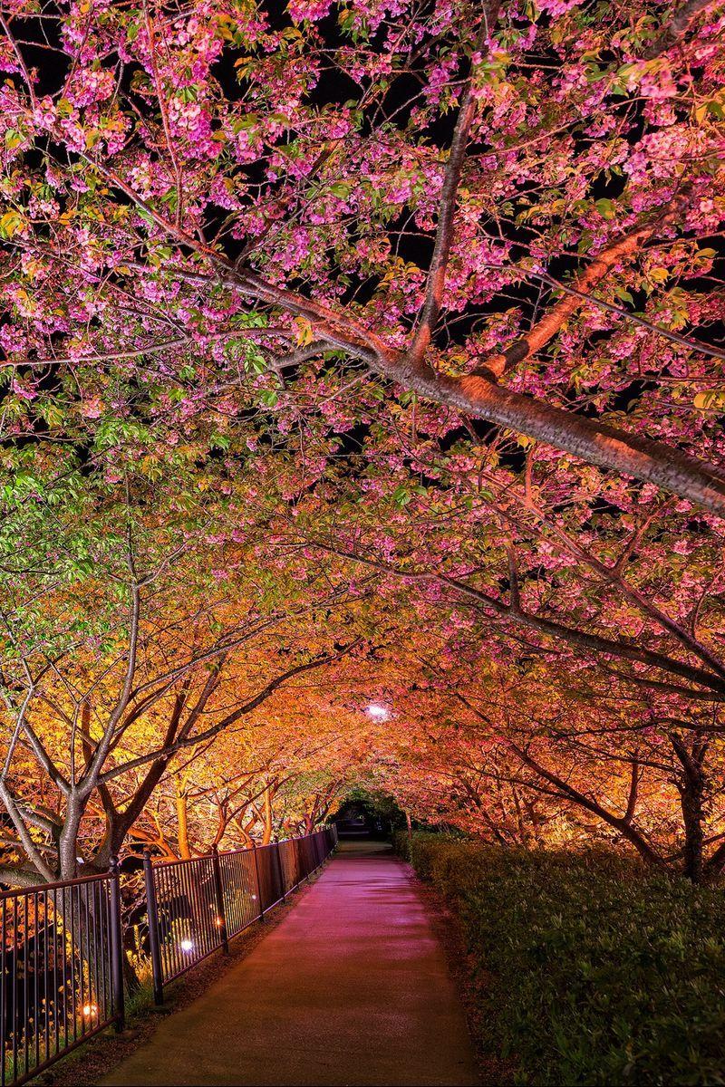 Spring Night Wallpapers - Top Free Spring Night Backgrounds ... Spring Night Wallpapers - Top Free Spring Night Backgrounds ...