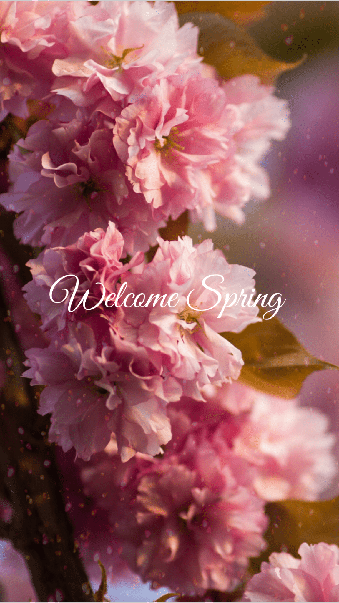Welcome Spring Wallpapers - Top Free Welcome Spring Backgrounds ...