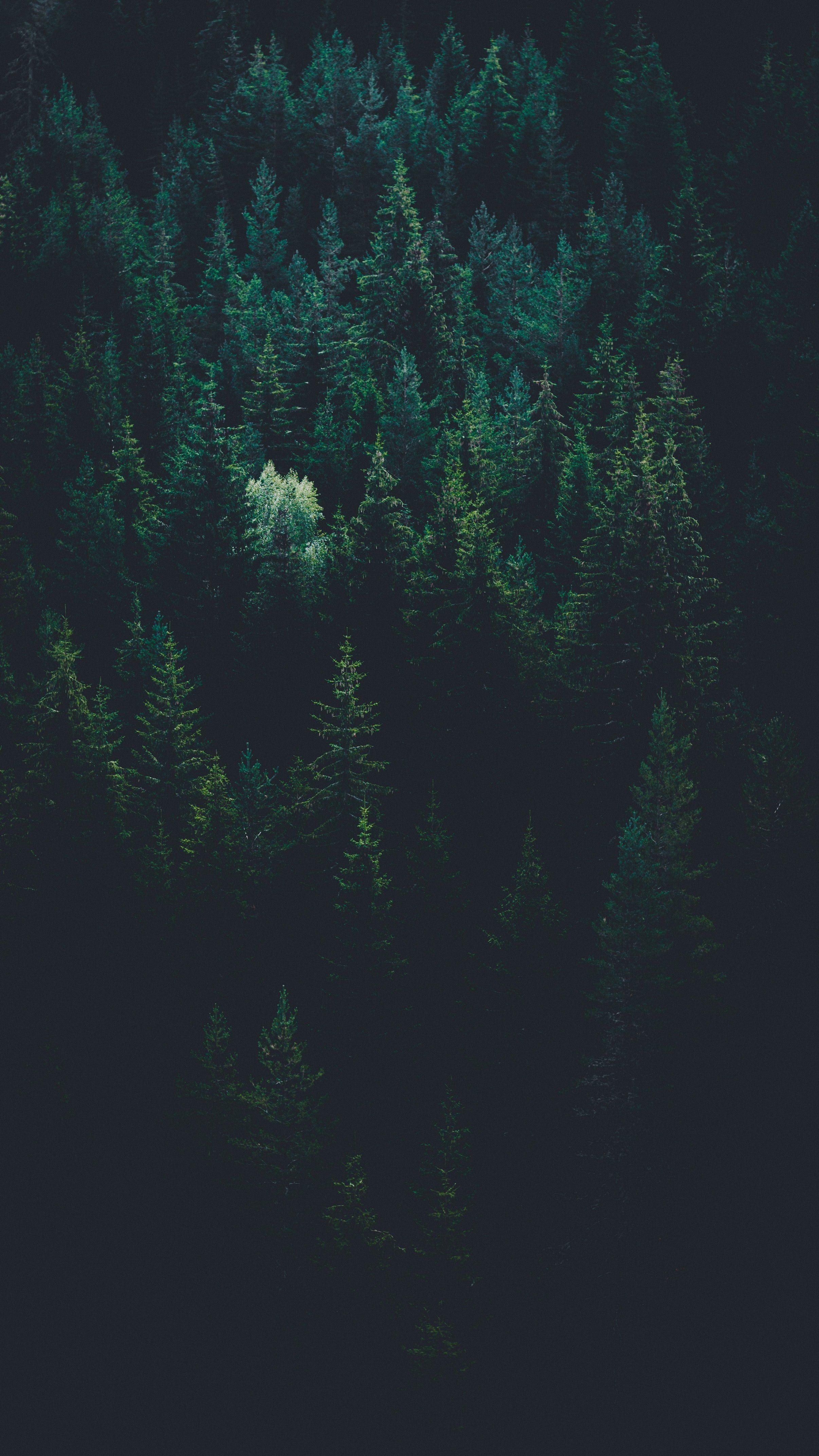 Dark Jungle Wallpapers - Top Free Dark Jungle Backgrounds - WallpaperAccess