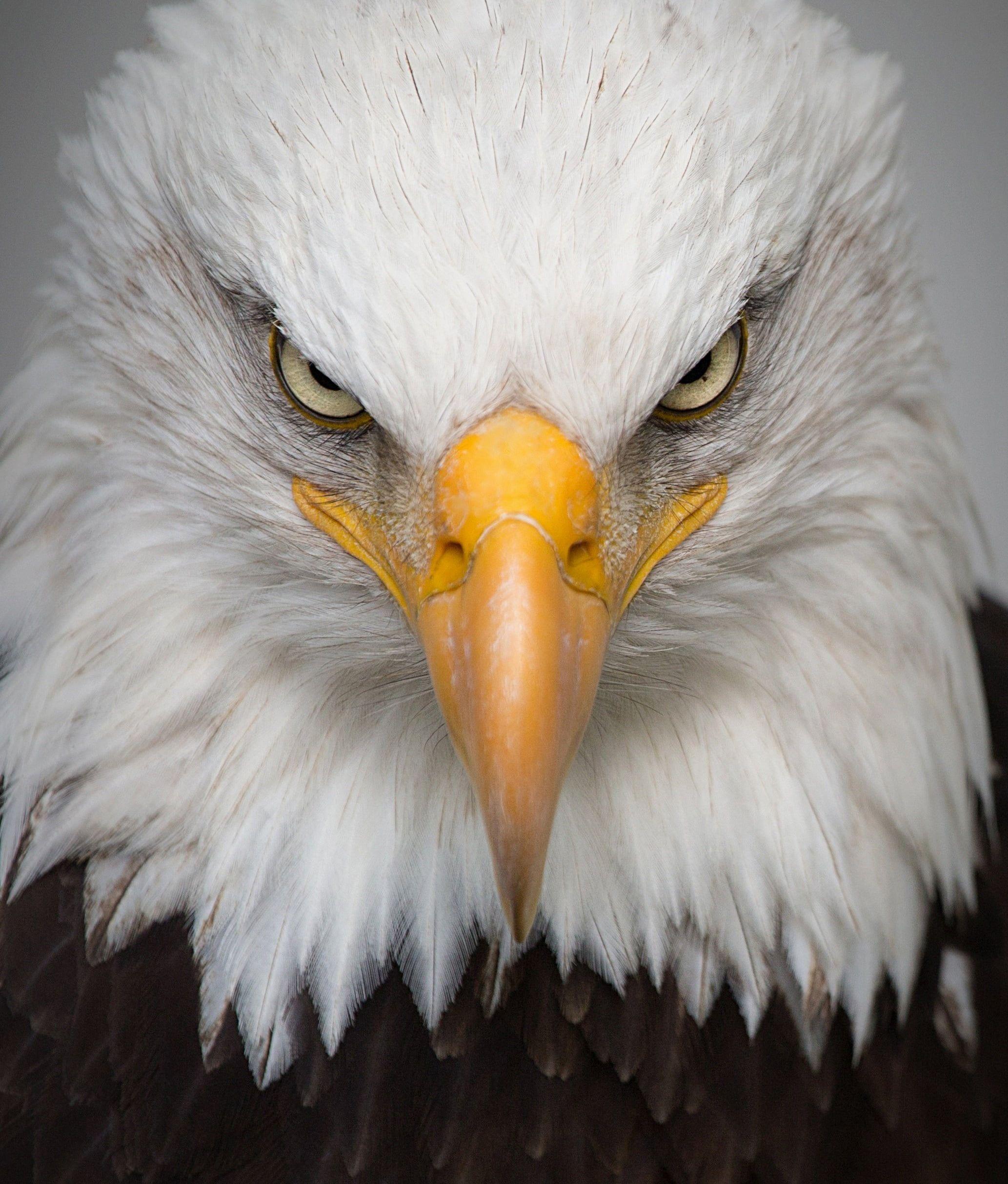 Cool Eagle HD Wallpapers - Top Free Cool Eagle HD Backgrounds - WallpaperAccess