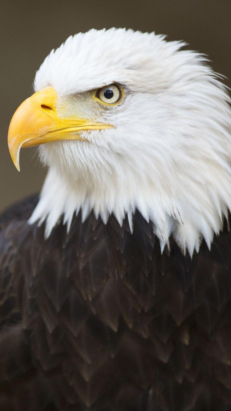 Eagle Mobile Wallpapers - Top Free Eagle Mobile Backgrounds ...