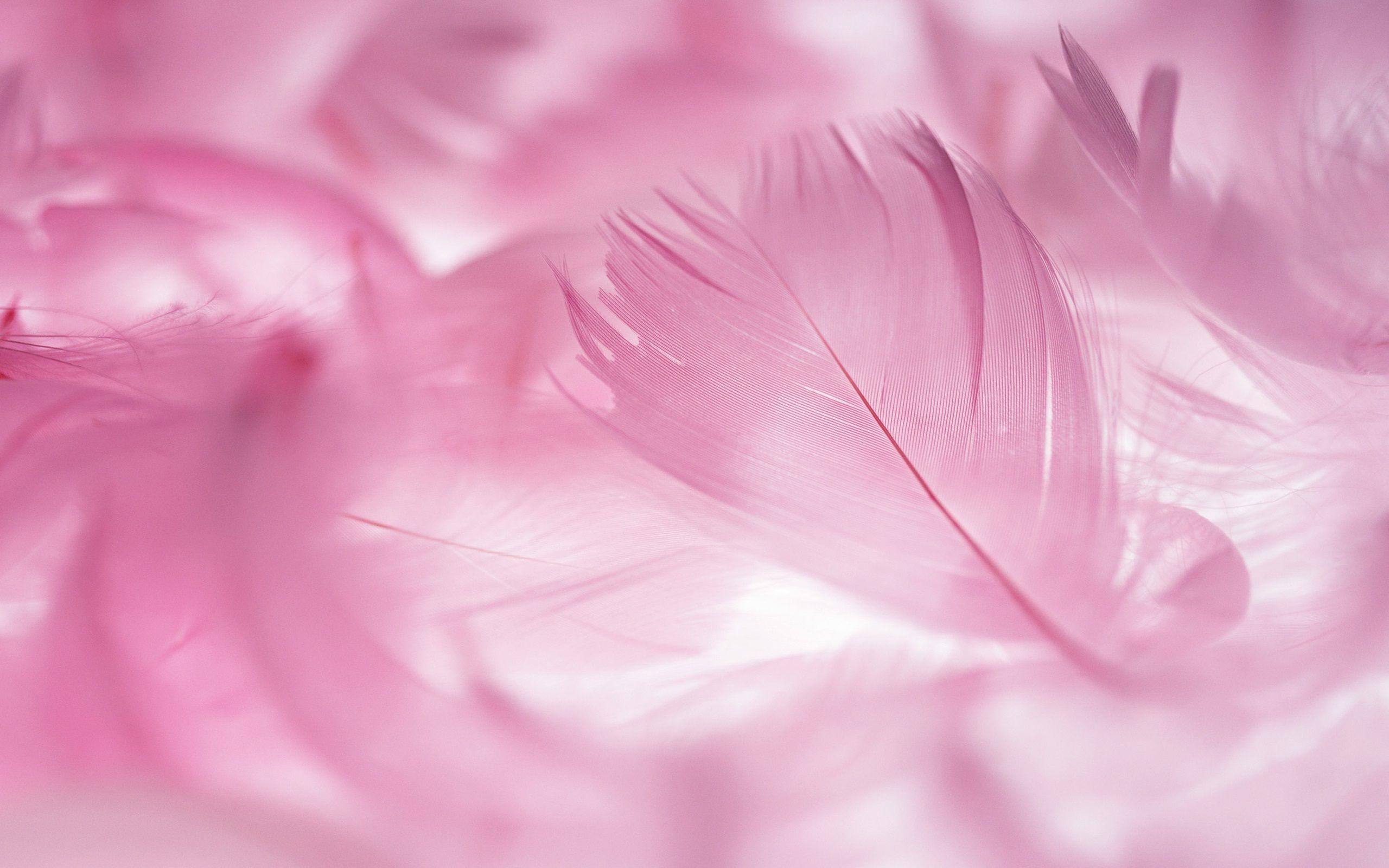 Pink Feathers Wallpapers - Top Free Pink Feathers Backgrounds ...