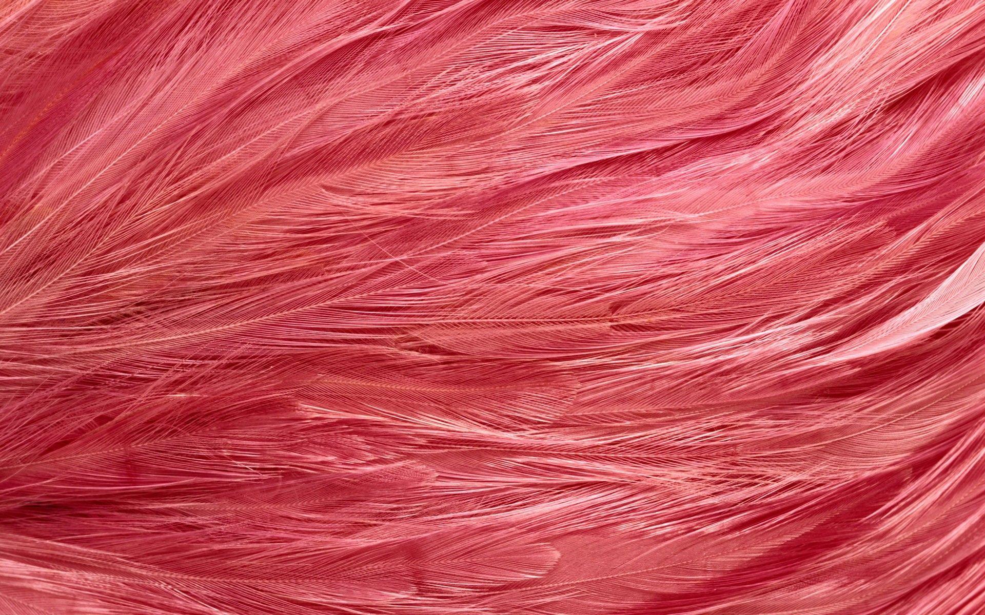 Pink Feathers Wallpapers - Top Free Pink Feathers Backgrounds ...