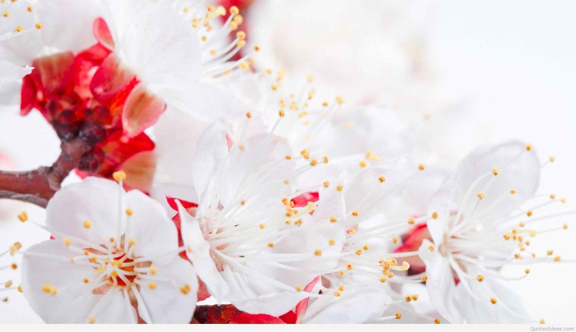 Simple Spring Wallpapers - Top Free Simple Spring Backgrounds ...
