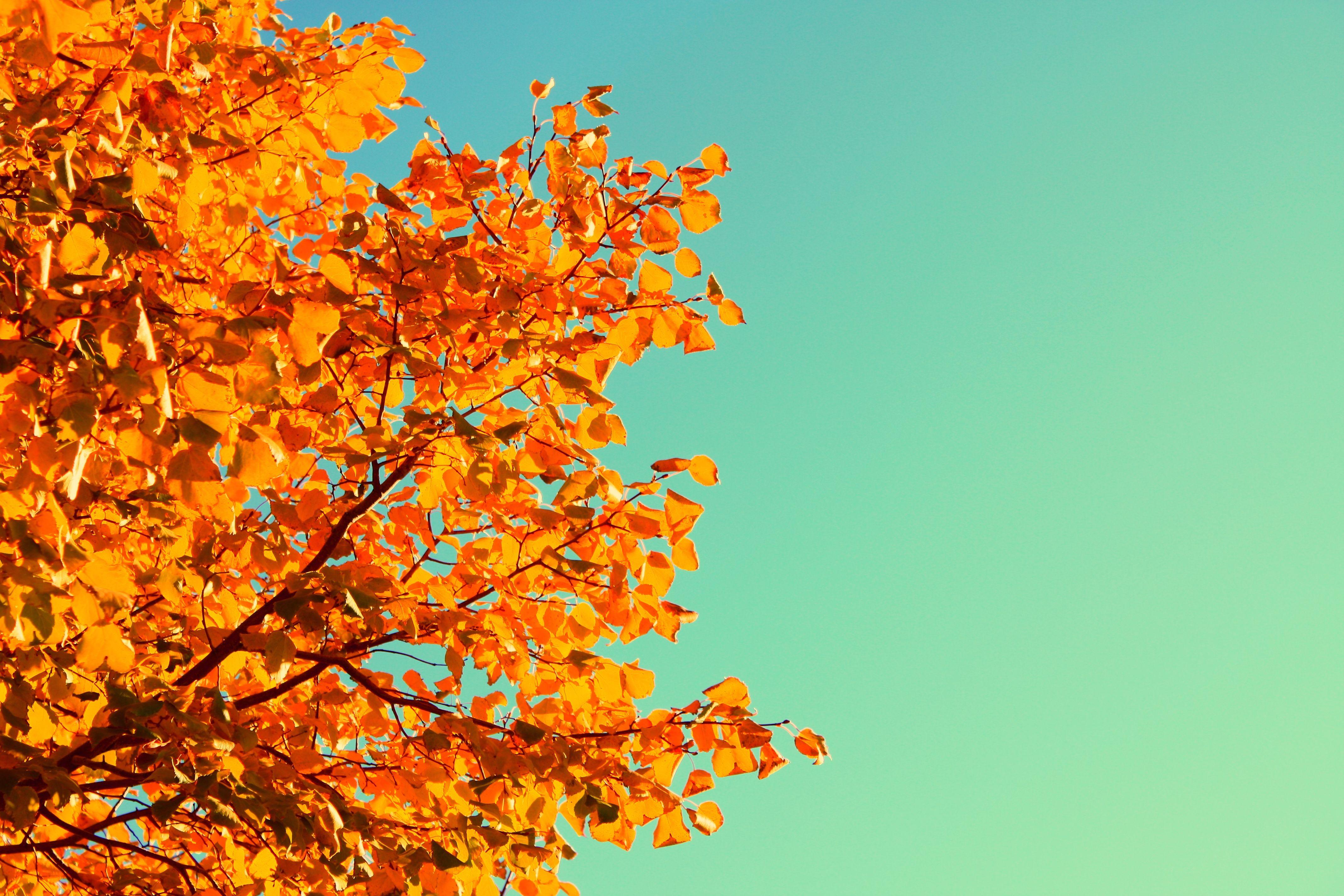 Simple Autumn Wallpapers - Top Free Simple Autumn Backgrounds ...