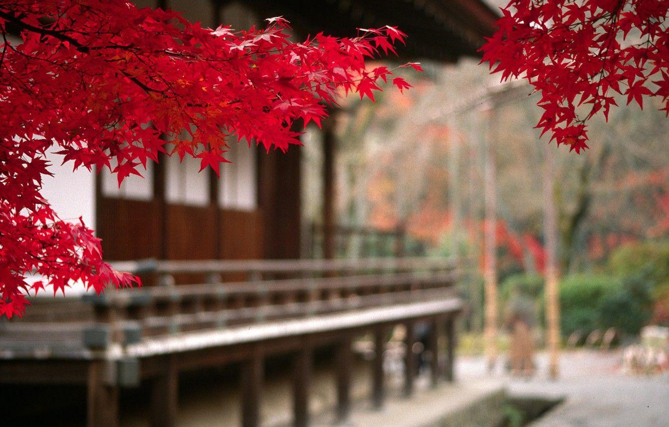 Japanese Autumn Wallpapers - Top Free Japanese Autumn Backgrounds ...