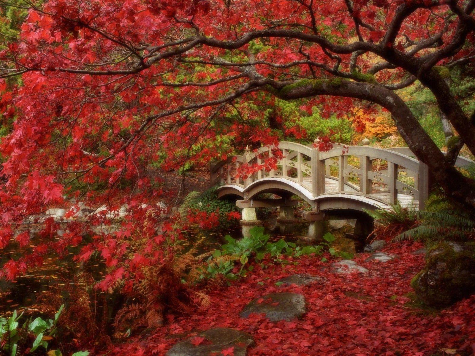 Japanese Autumn Wallpapers - Top Free Japanese Autumn Backgrounds ...
